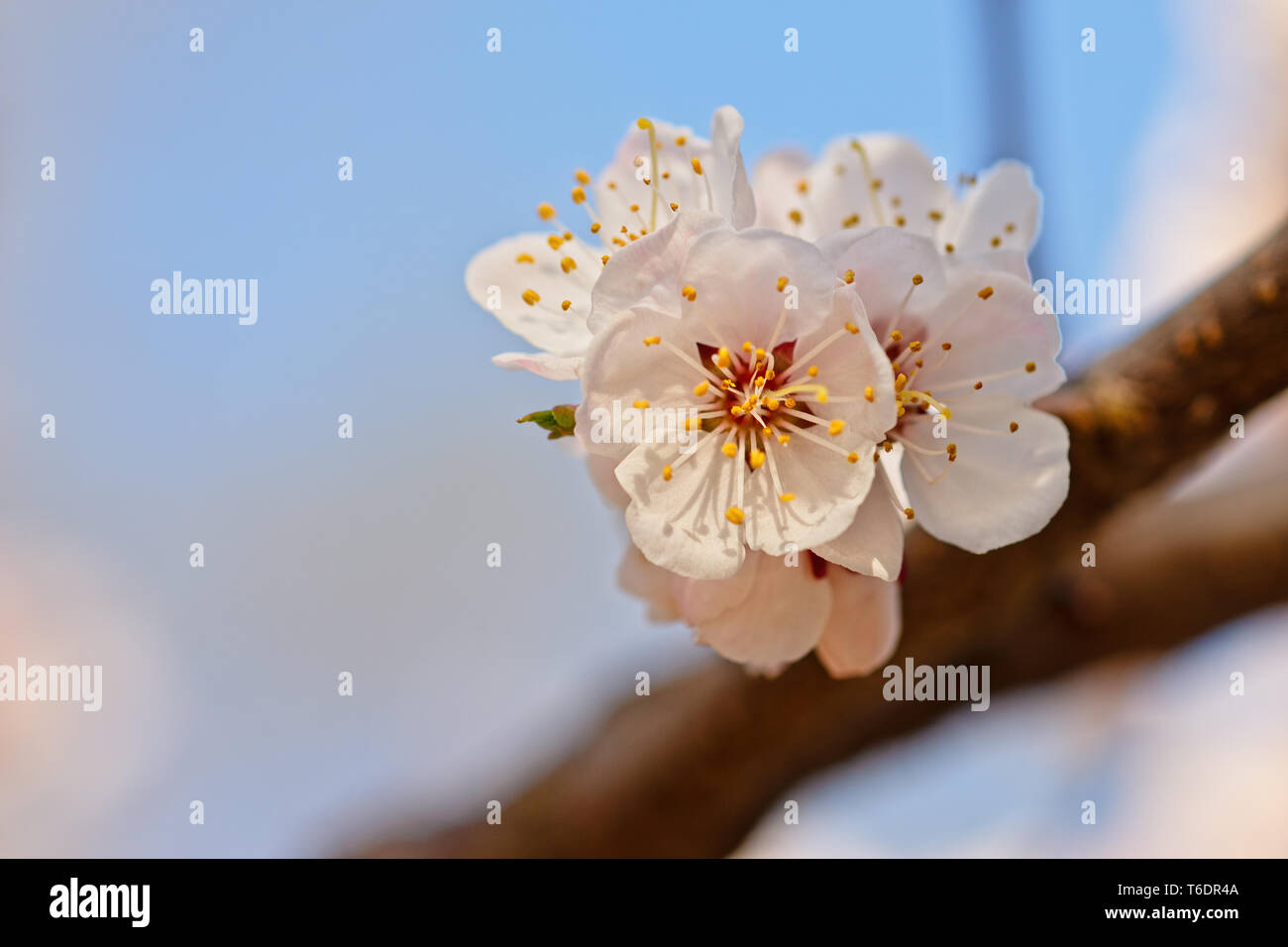 Prunus mume hi-res stock photography and images - Alamy