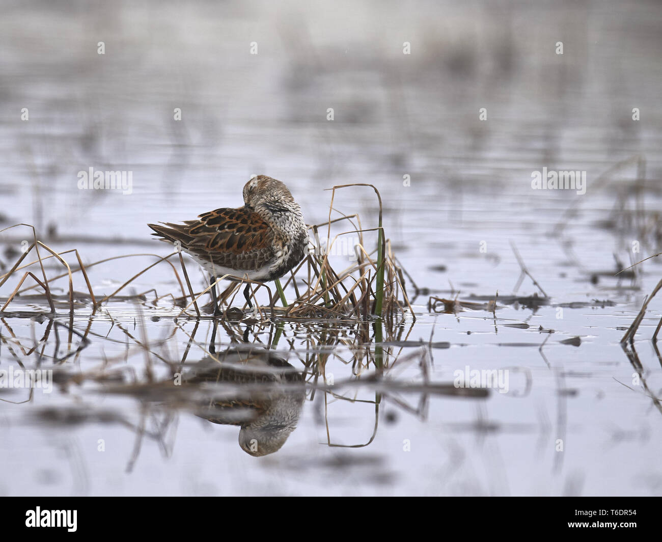 Dunlin wader hi-res stock photography and images - Alamy