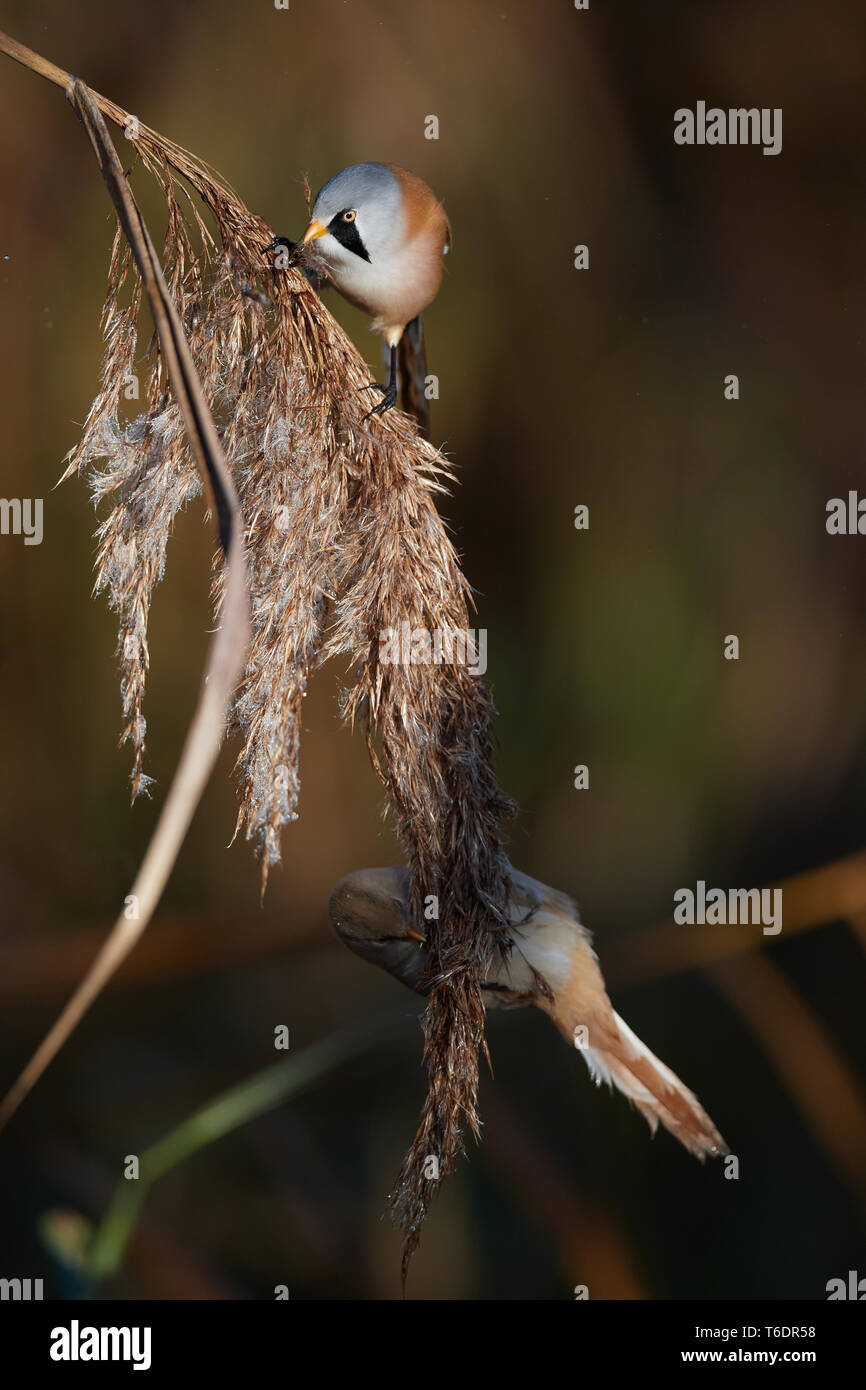Bearded Reedling, Panurus biarmicus Stock Photo - Alamy