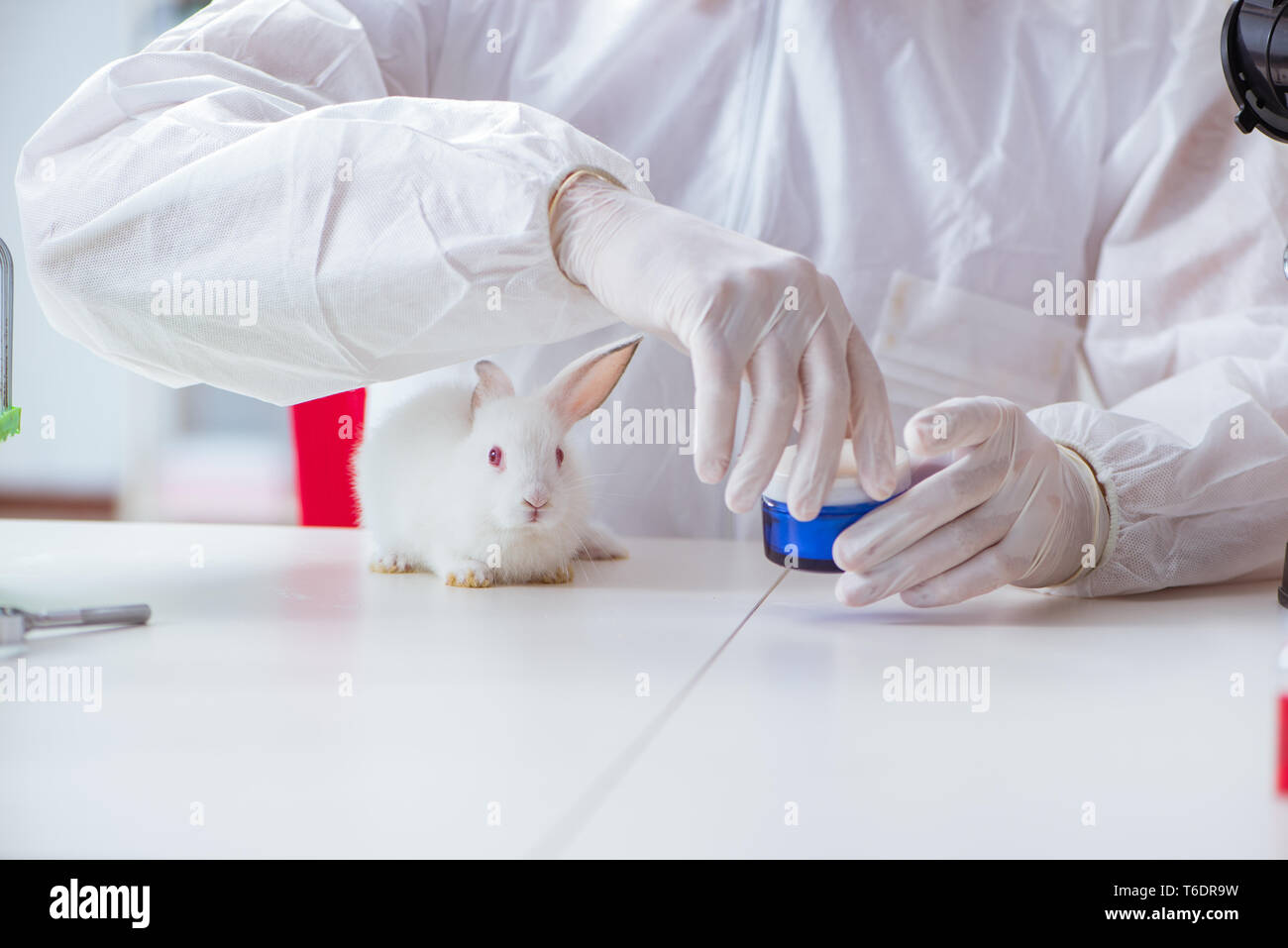 White rabbit in scientific lab experiment Stock Photo - Alamy