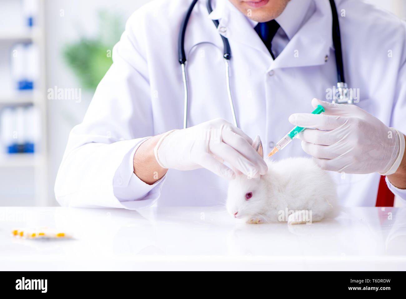 Vet doctor examining rabbit in pet hospital Stock Photo - Alamy