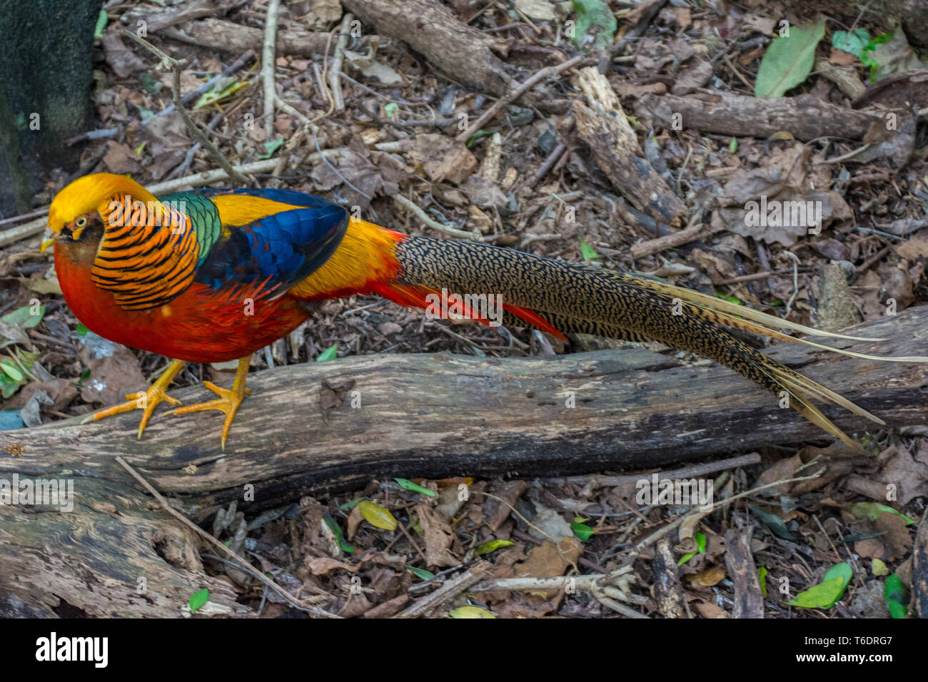 Golden pheasant (Chrysolophus pictus), Birds of Eden, Plettenberg Bay ...