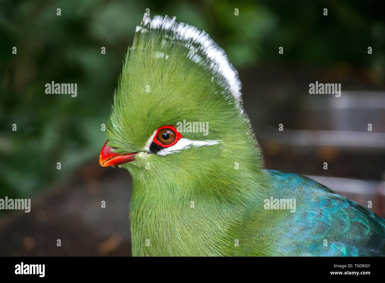 Tauraco Persa High Resolution Stock Photography and Images - Alamy