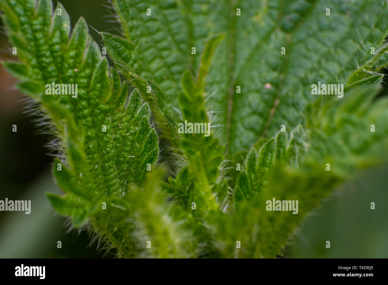 close-up of a nettle leaf in spring season Stock Photo - Alamy