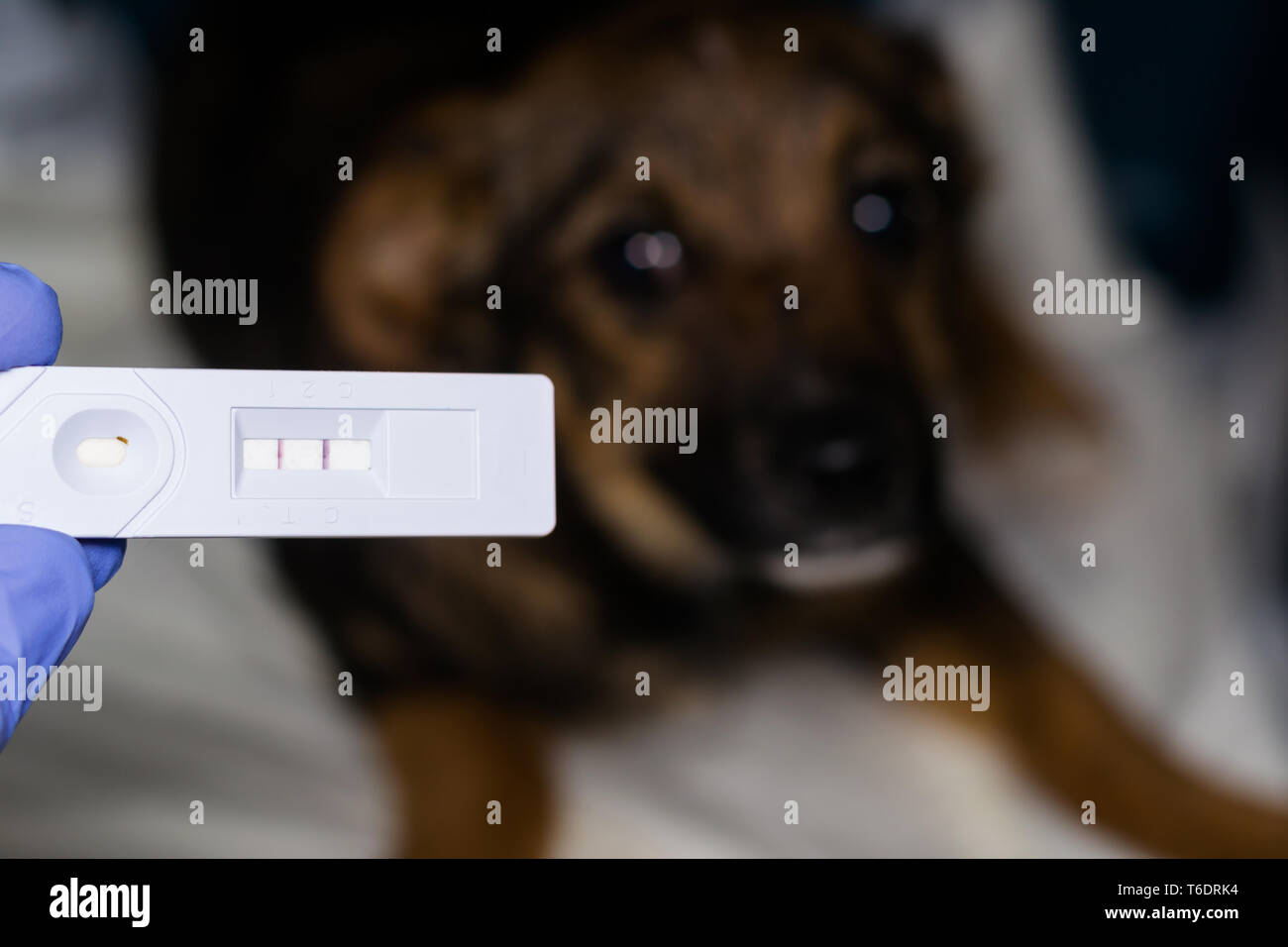 positive parvovirosis quick test and blurred background with puppy ...