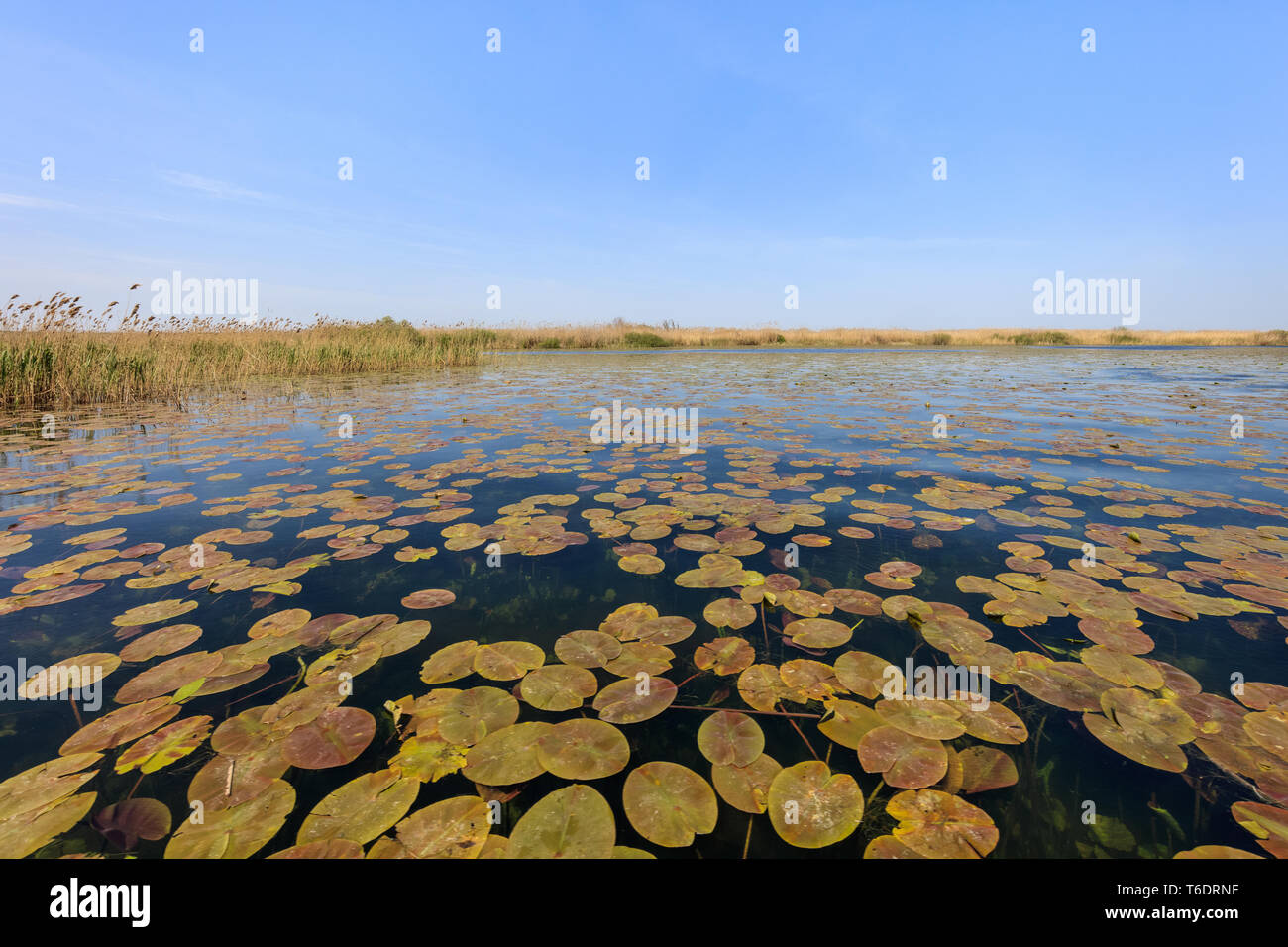 landscape in the Danube Delta, Romania, Europe Stock Photo - Alamy