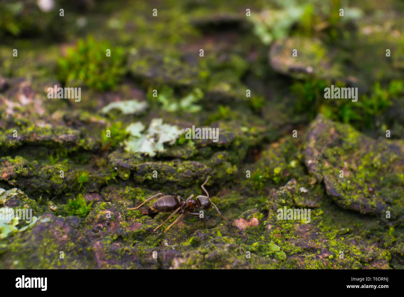 Ant on wood hi-res stock photography and images - Alamy