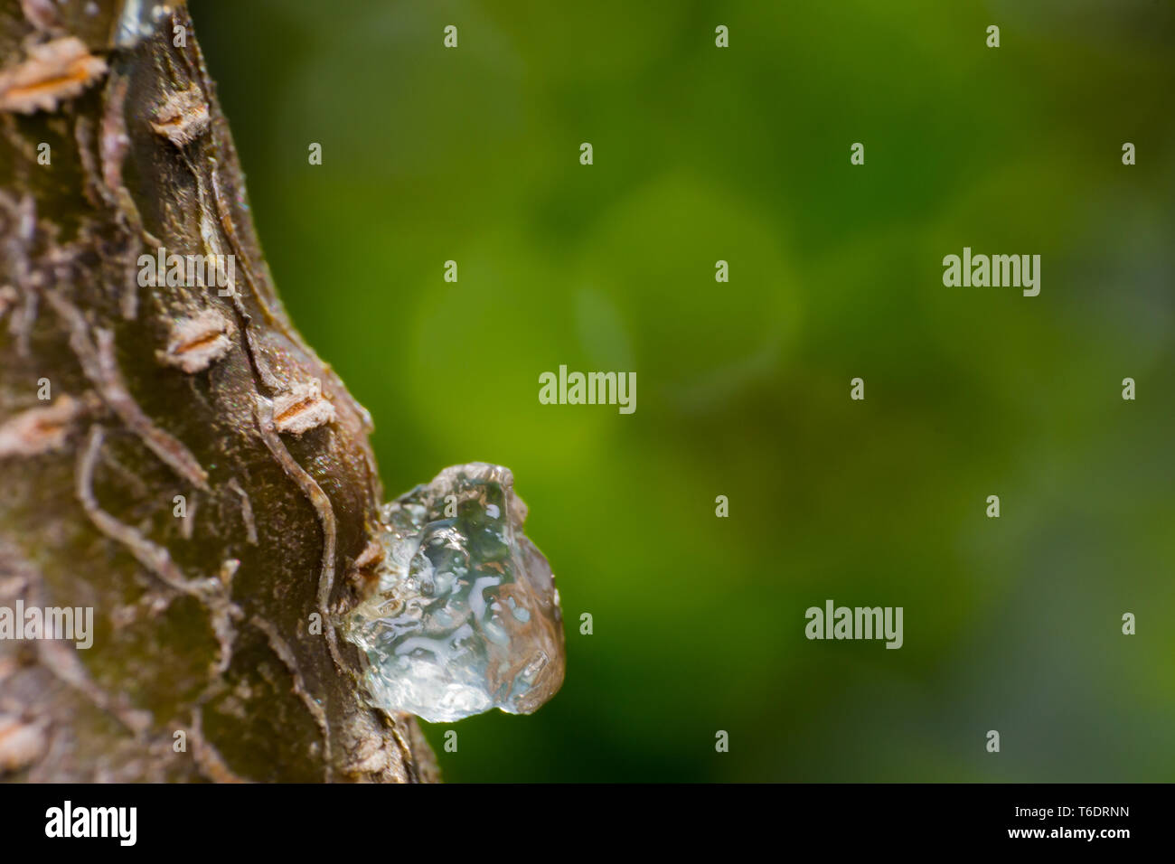 transparent resin on tree surface Stock Photo - Alamy