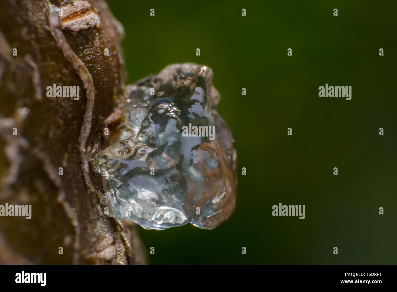 transparent resin on tree surface Stock Photo - Alamy