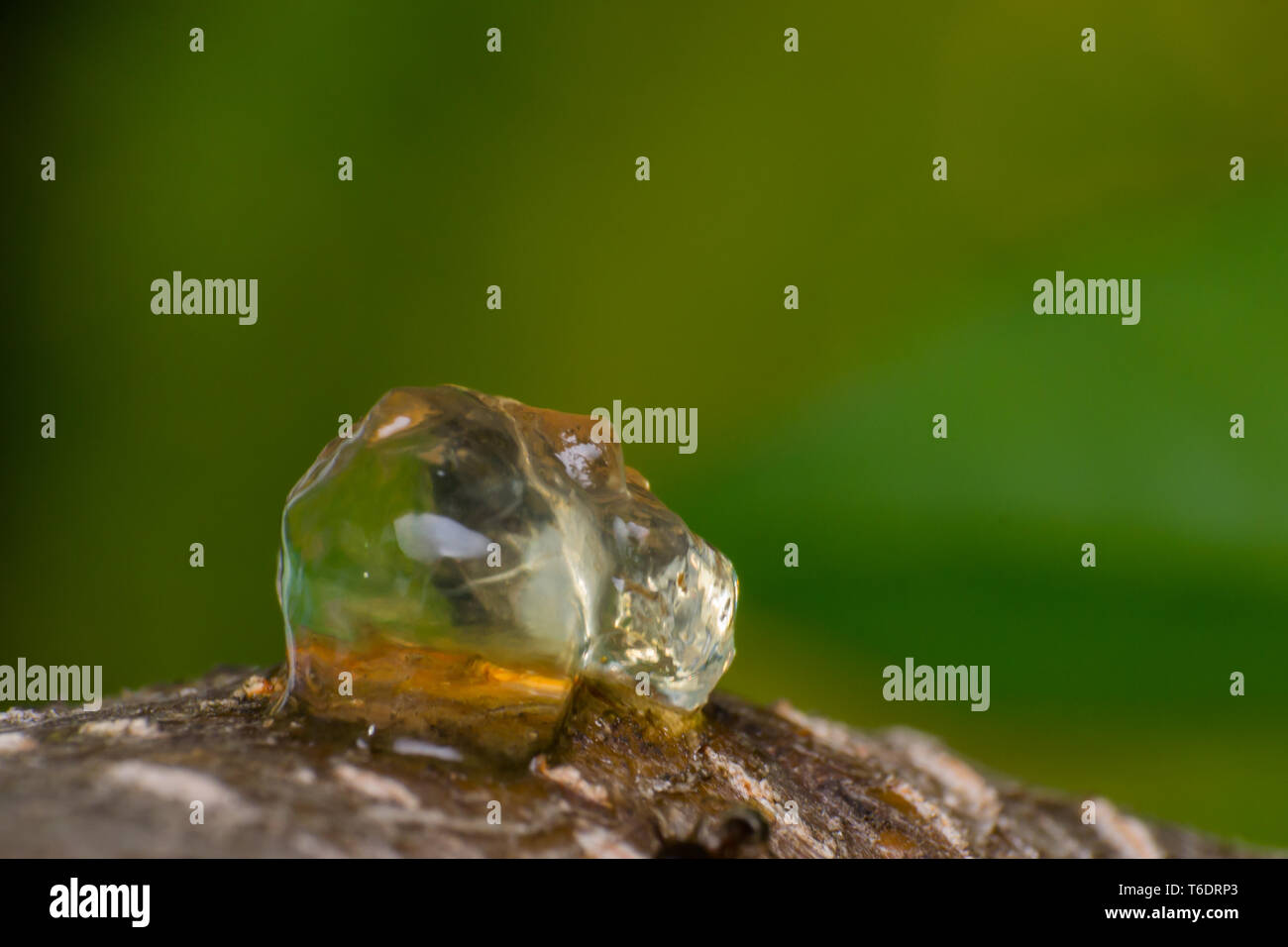 transparent resin on tree surface Stock Photo - Alamy