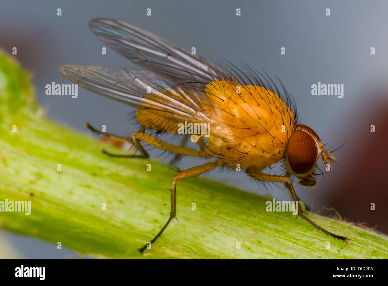 Yellow-orange fruit fly with big orange eyes, on green surface Stock ...