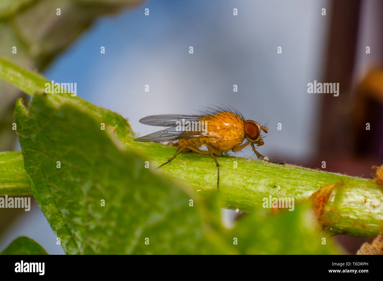 Yellow-orange fruit fly with big orange eyes, on green surface Stock ...