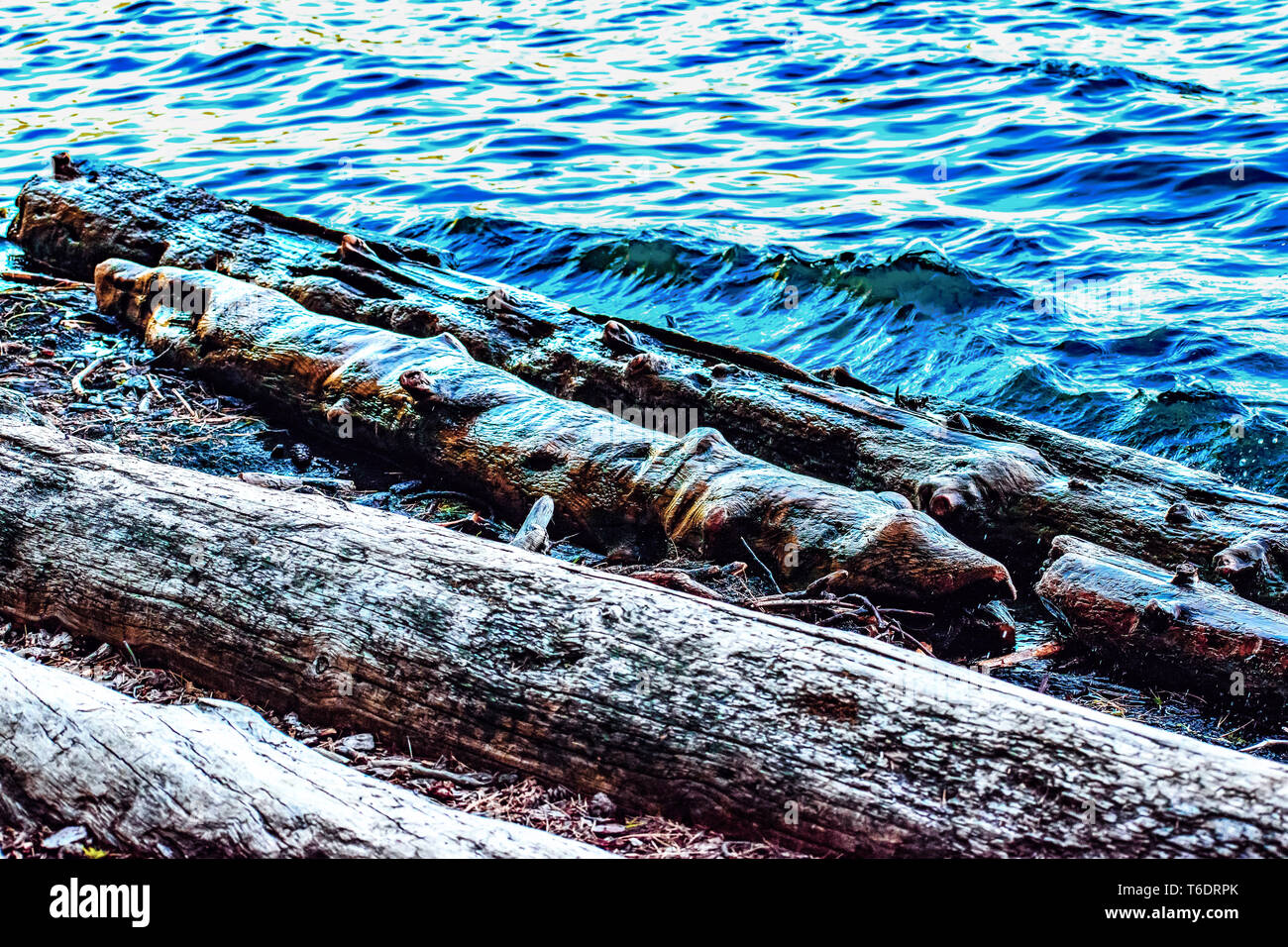Logs floating in water hi-res stock photography and images - Alamy