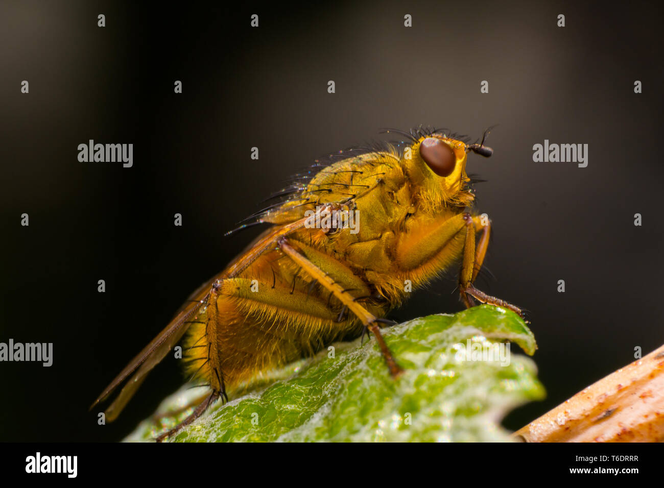 Yellow-orange fruit fly with big orange eyes, on bright green leaf ...