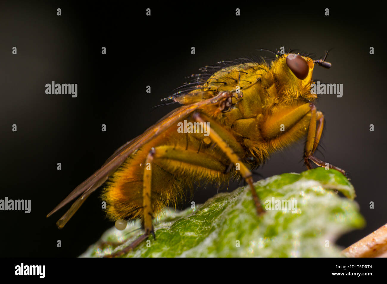 Yellow-orange fruit fly with big orange eyes, on bright green leaf ...