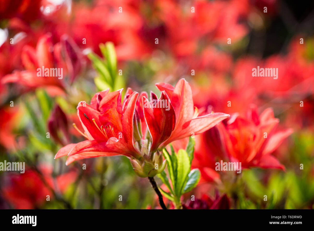 Azalea color colour color hi-res stock photography and images - Alamy