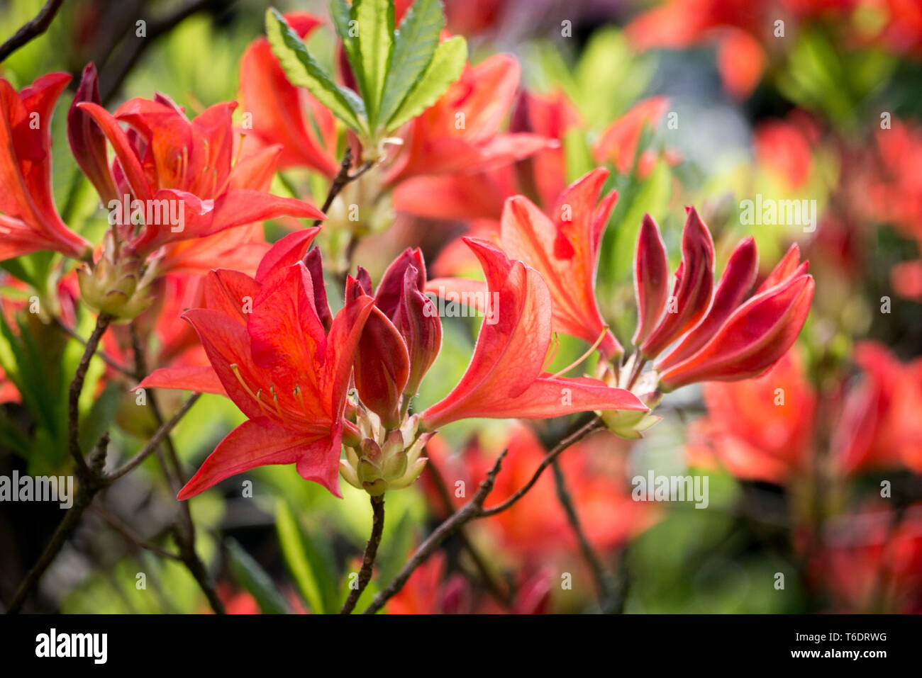 Azalea color colour color hi-res stock photography and images - Alamy