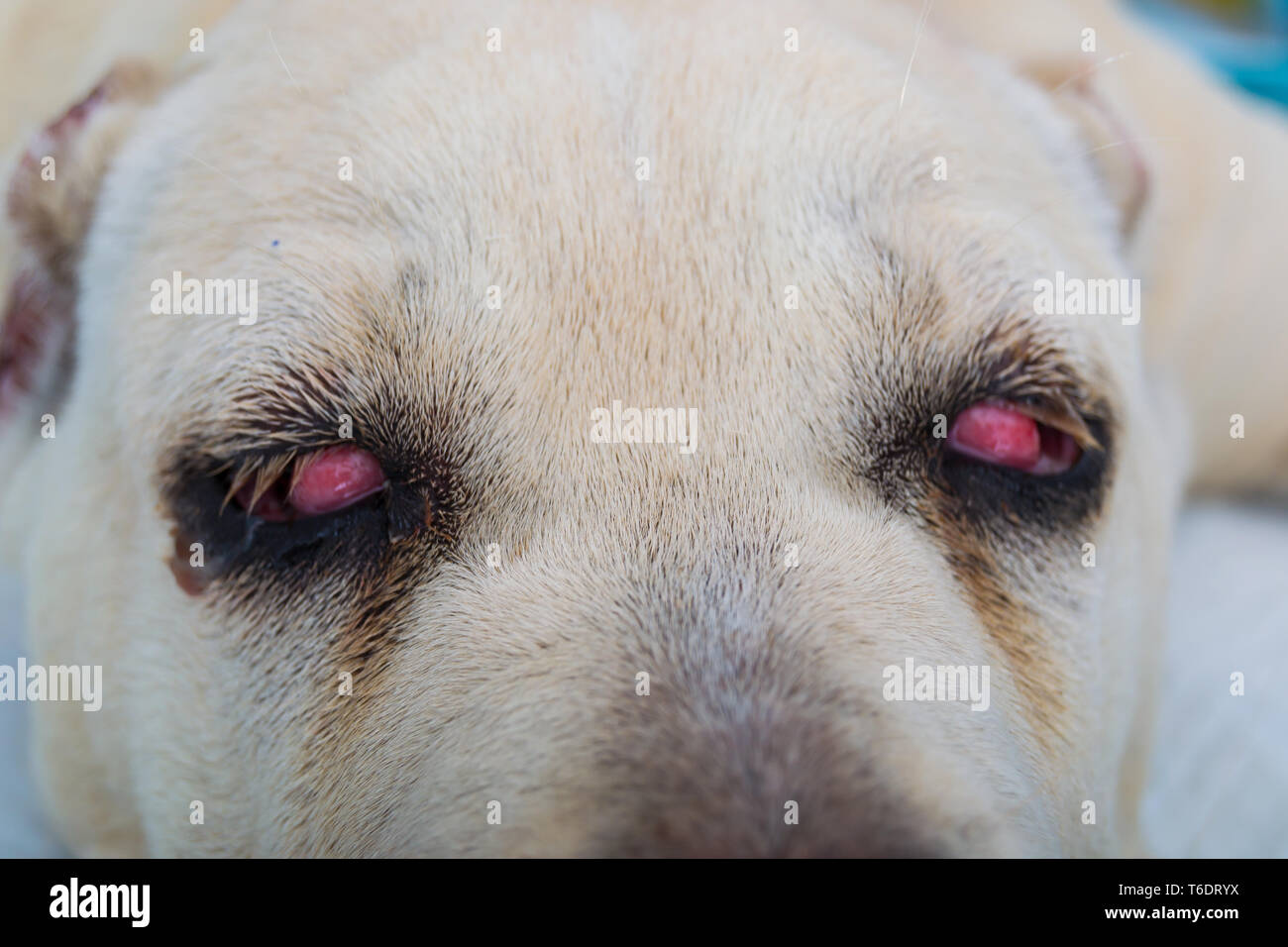 What Breeds Of Dogs Get Cherry Eye
