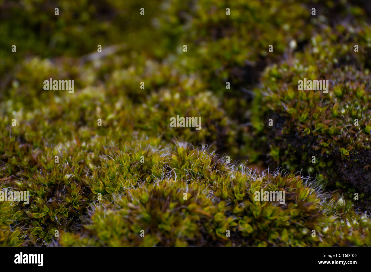 Green moss texture hi-res stock photography and images - Alamy