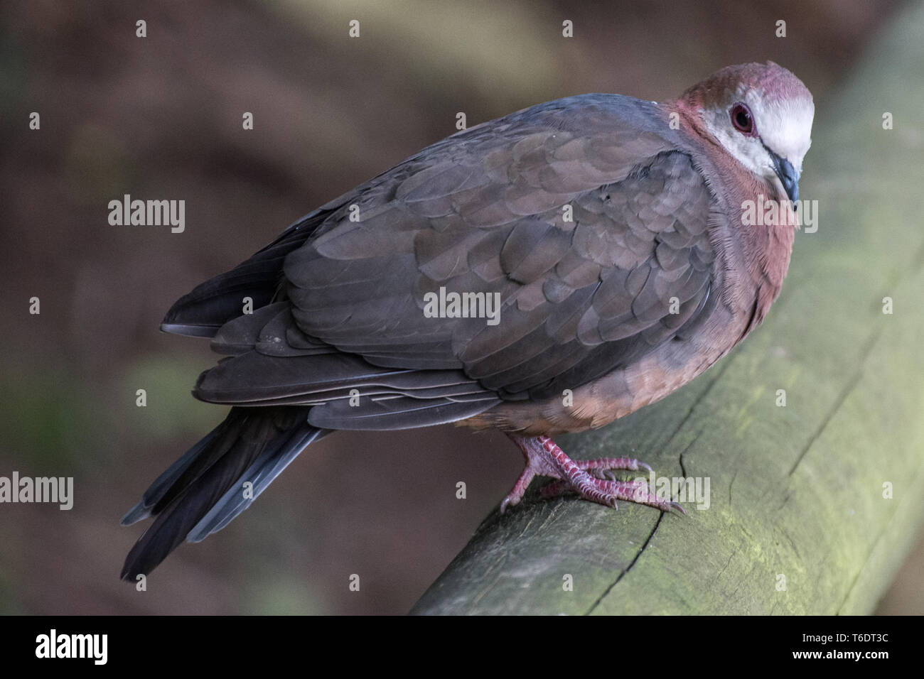 Columba larvata hi-res stock photography and images - Alamy