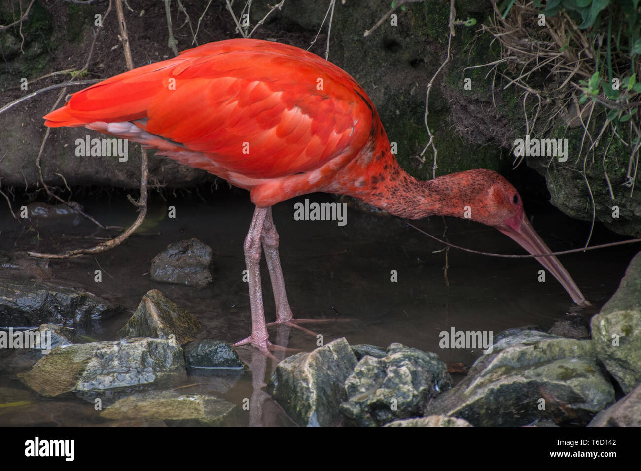 Scarlet ibis (Eudocimus ruber), Birds of Eden, Plettenberg Bay, South ...
