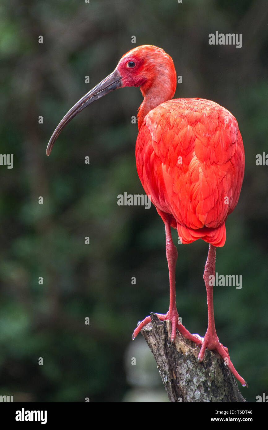 Scarlet ibis (Eudocimus ruber), Birds of Eden, Plettenberg Bay, South ...