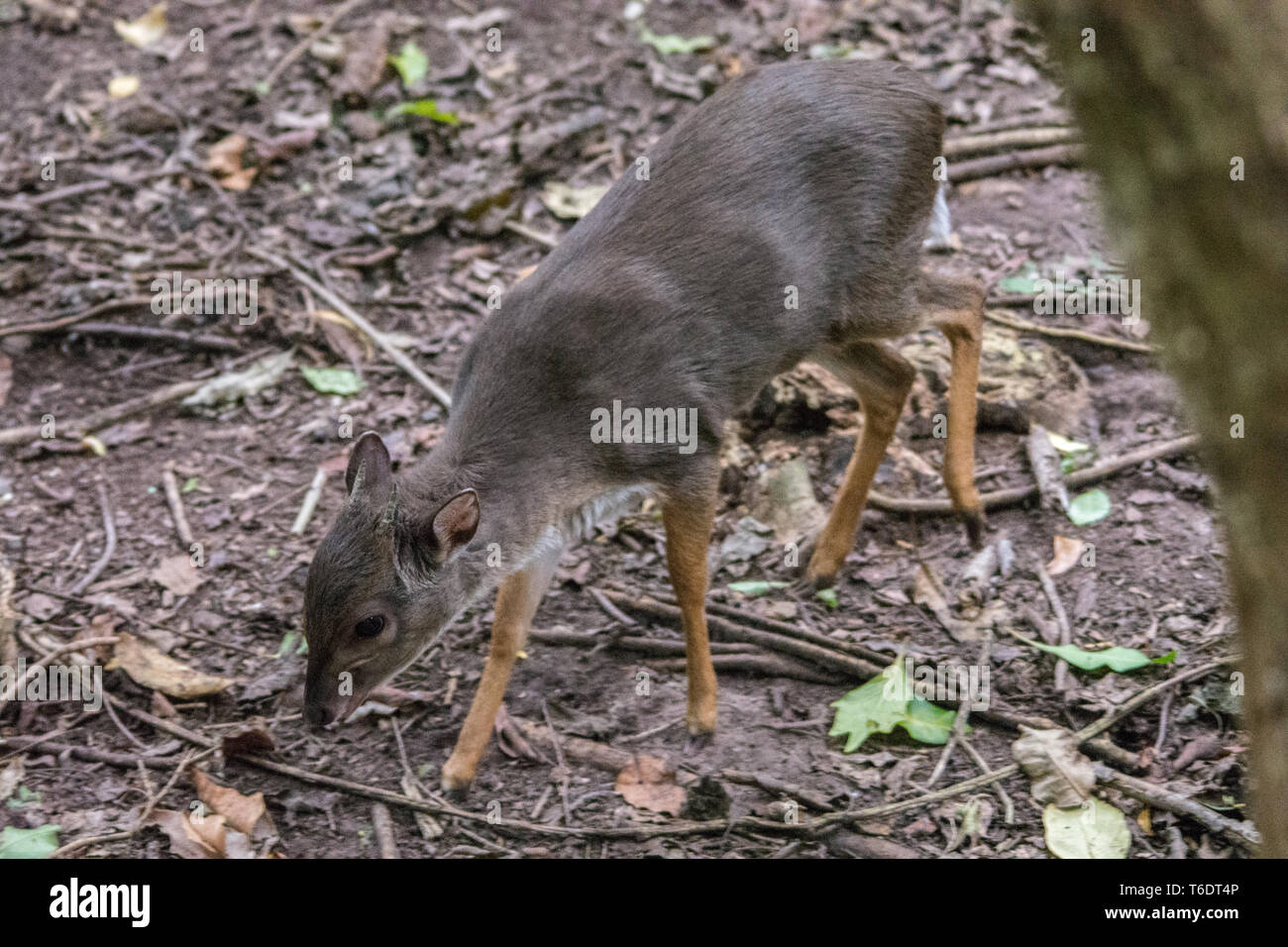 Suni antelope hi-res stock photography and images - Alamy