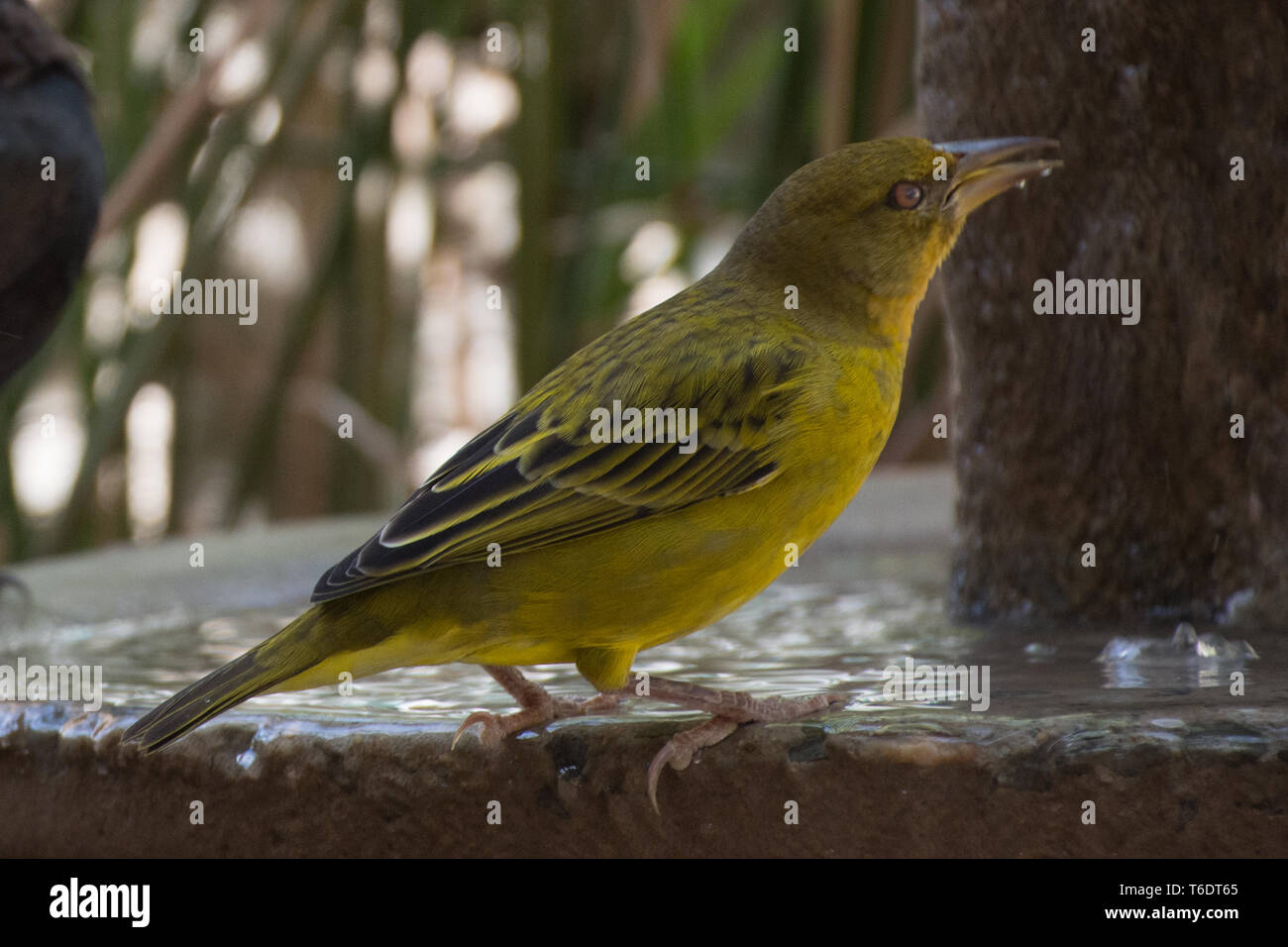 Yellow bellied greenbul hi-res stock photography and images - Alamy