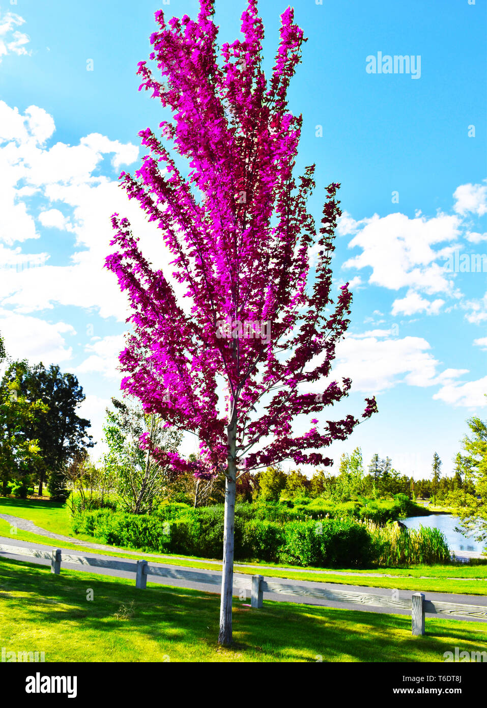 Fire in the Sky an Amazing Neon Pink Tree in Lush Green Park with ...