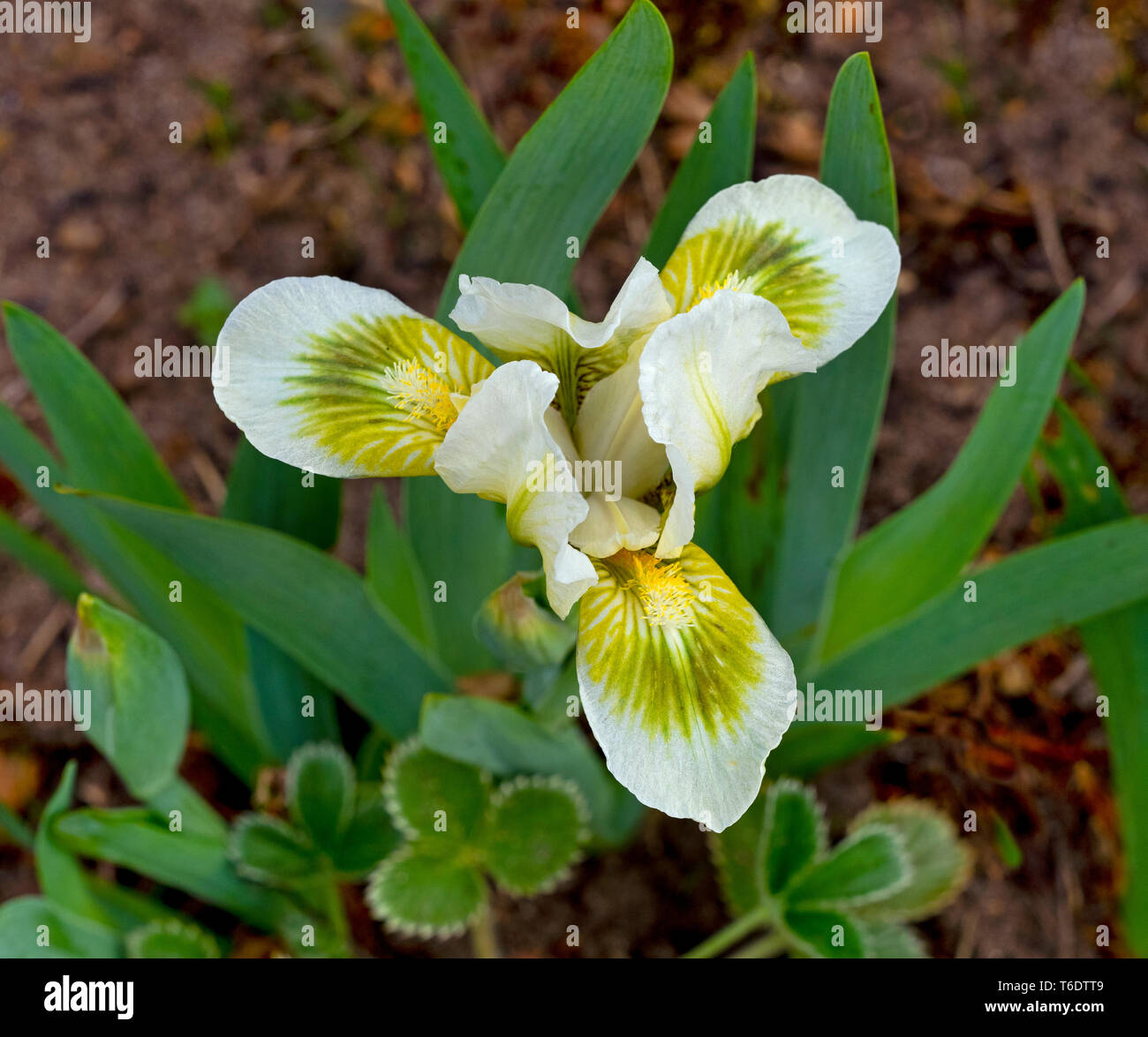 Iris 'Green Spot' in spring flower border Stock Photo - Alamy
