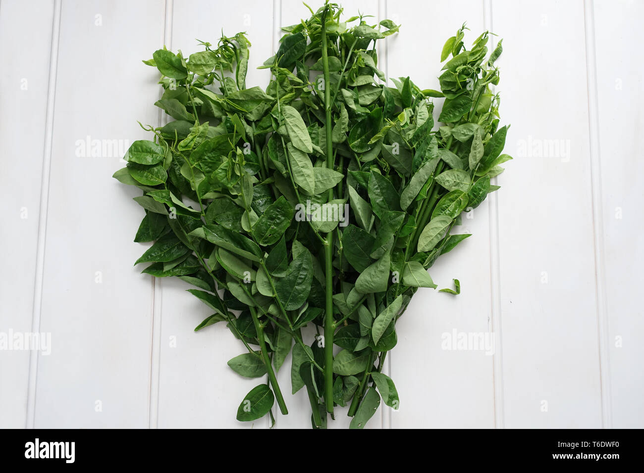 Katuk plant hi-res stock photography and images - Alamy
