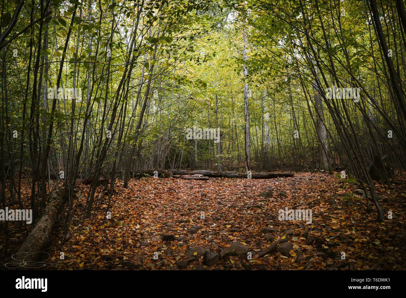 Natures path hi-res stock photography and images - Alamy