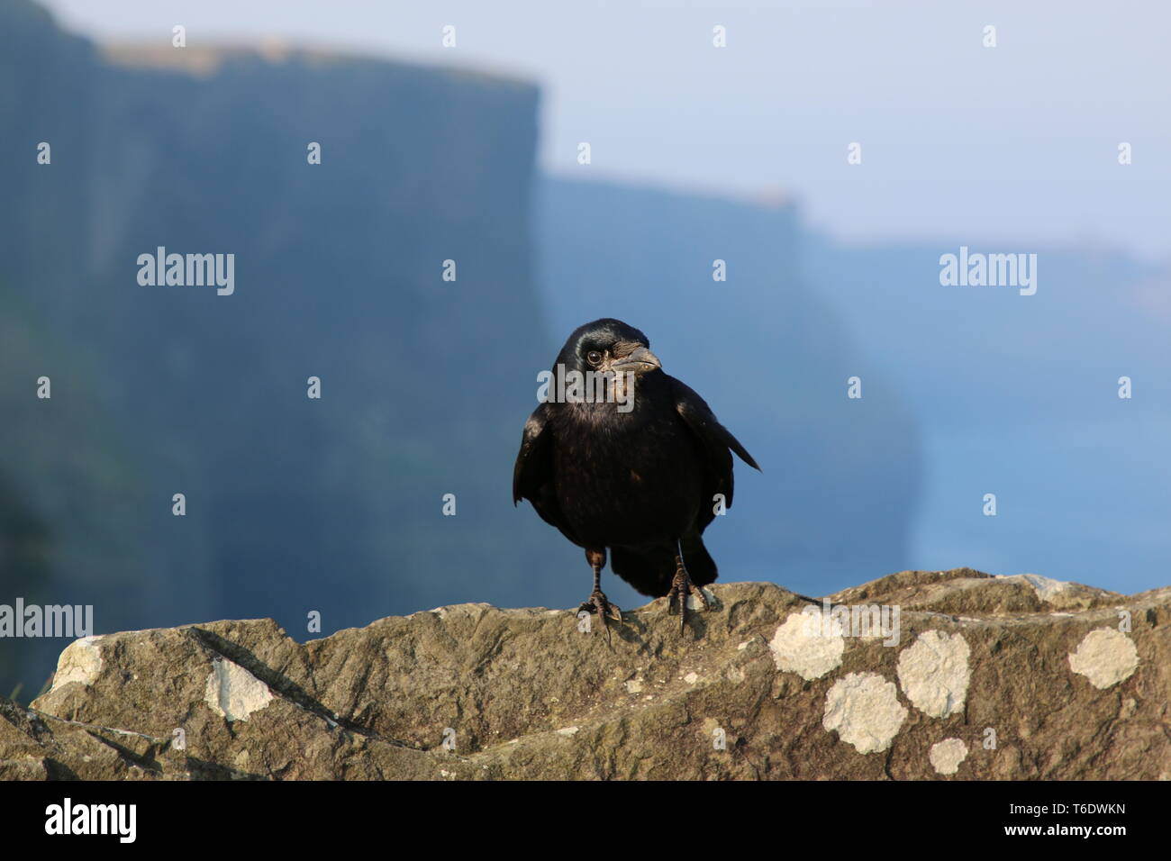 Crow cliffs of moher hi-res stock photography and images - Alamy