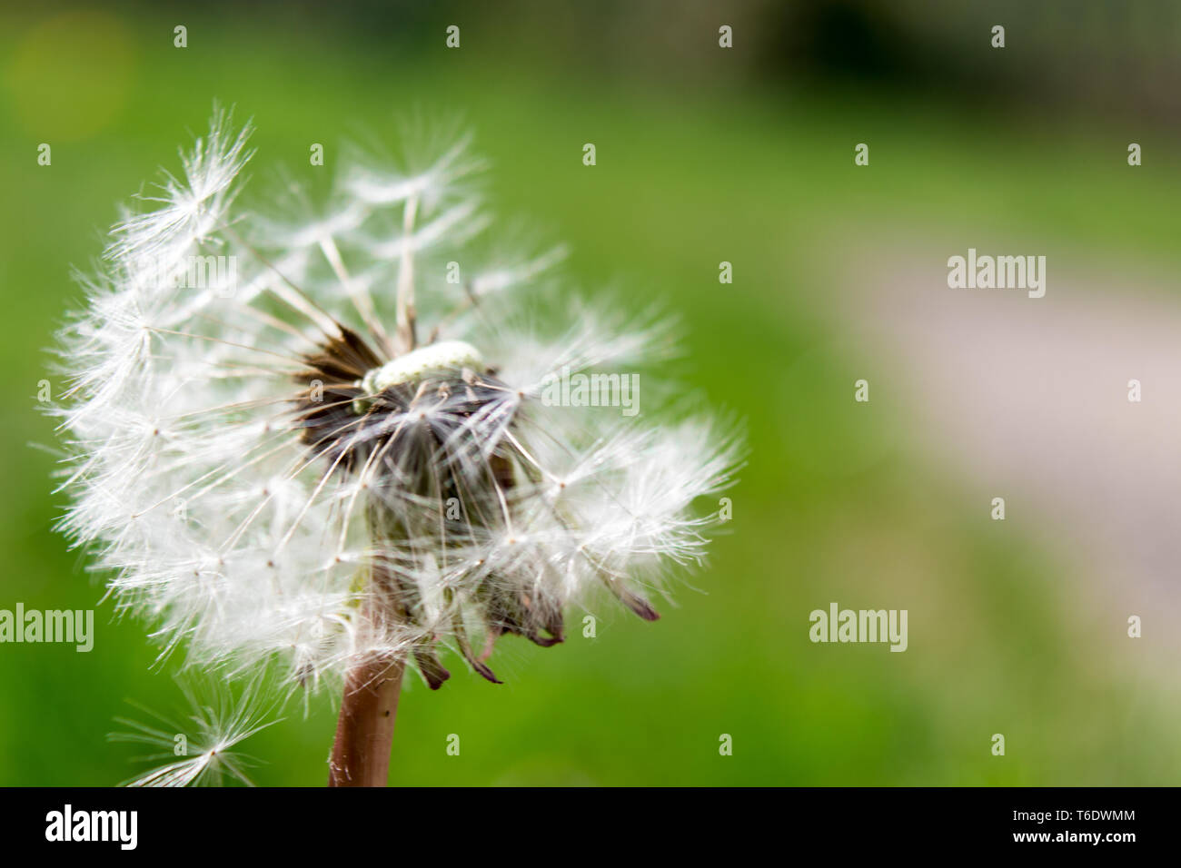 common dandelion in the wind Stock Photo - Alamy