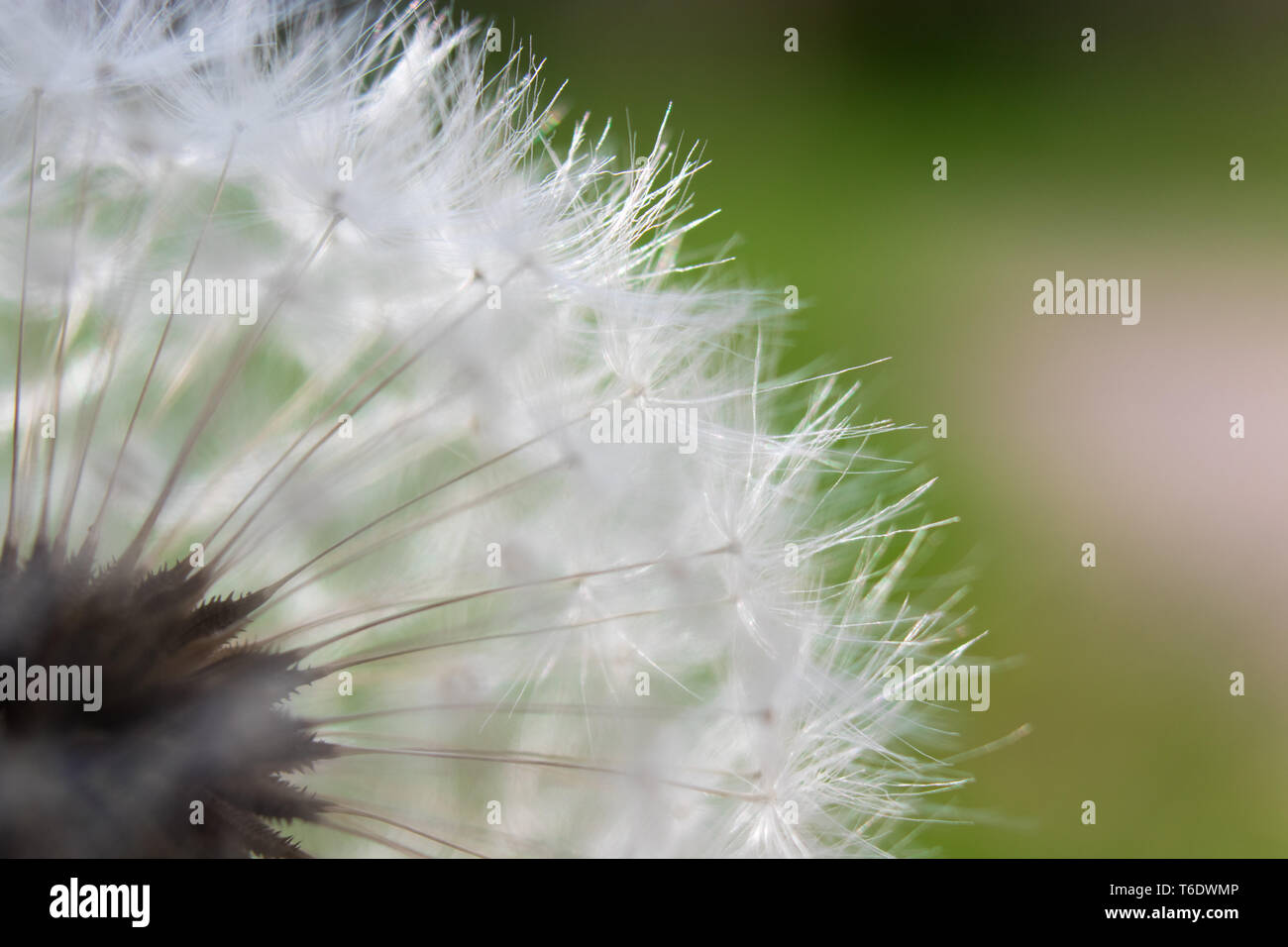 common dandelion in the wind Stock Photo - Alamy