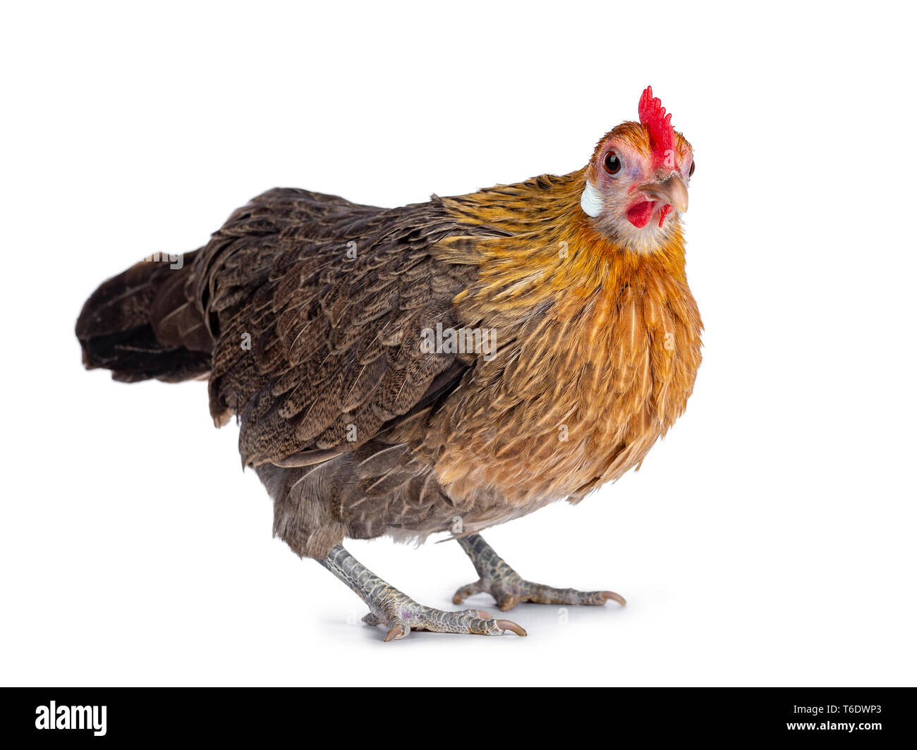 Curious brown dwarf hen standing side ways, looking to lens. Isolated ...
