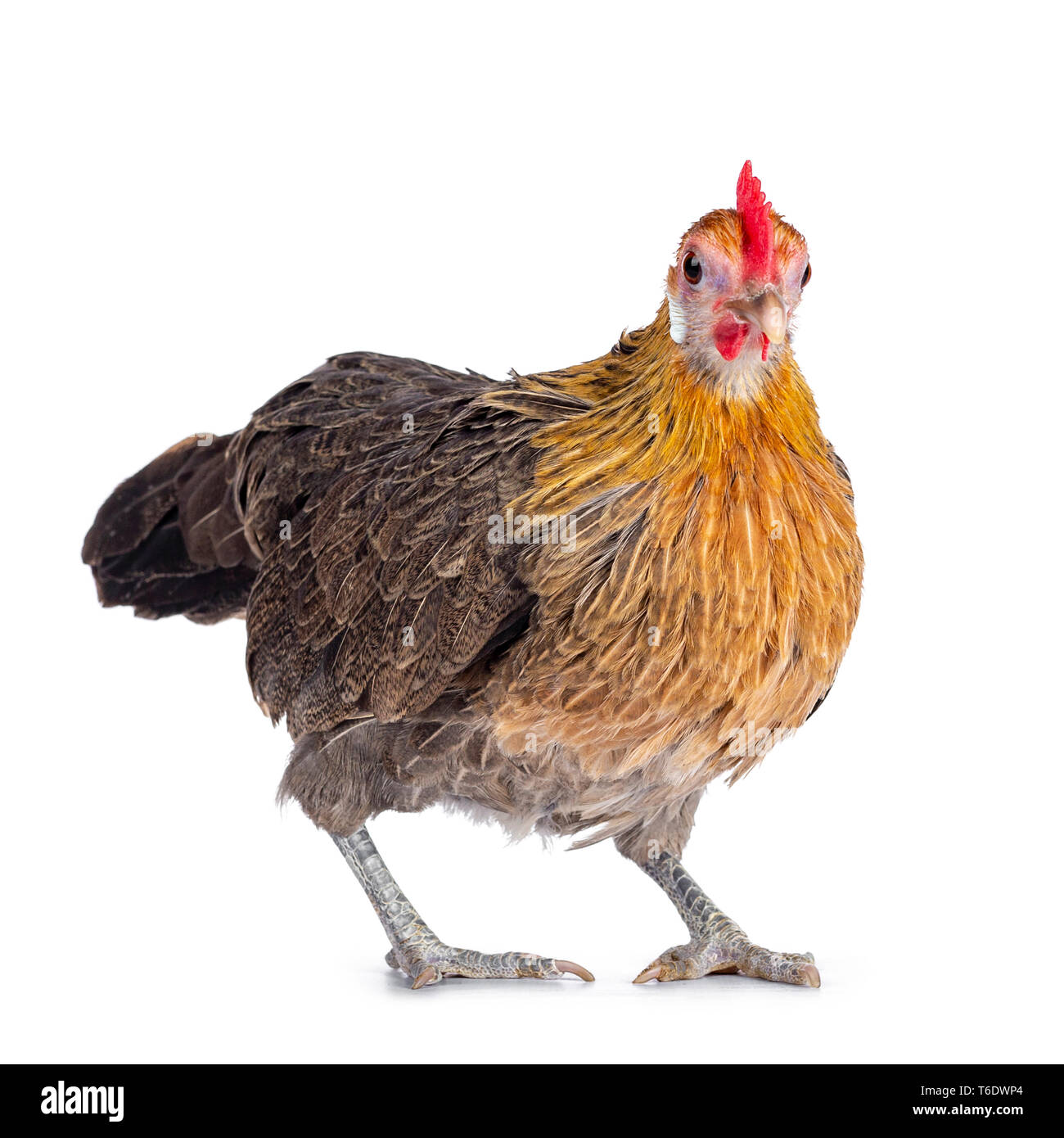 Curious brown dwarf hen standing / walking towards camera, looking to ...
