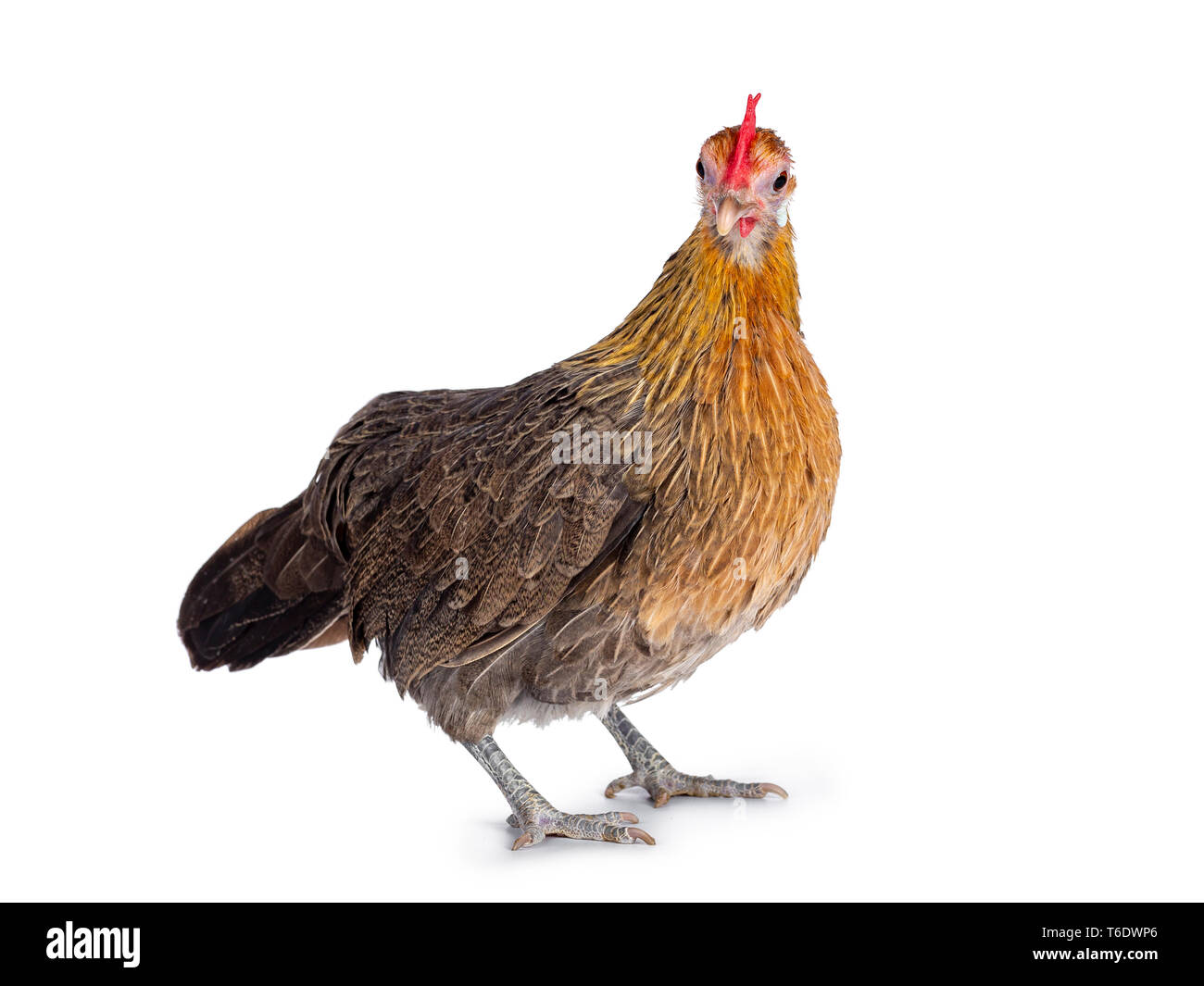 Curious brown dwarf hen standing side ways, head turned to lens ...