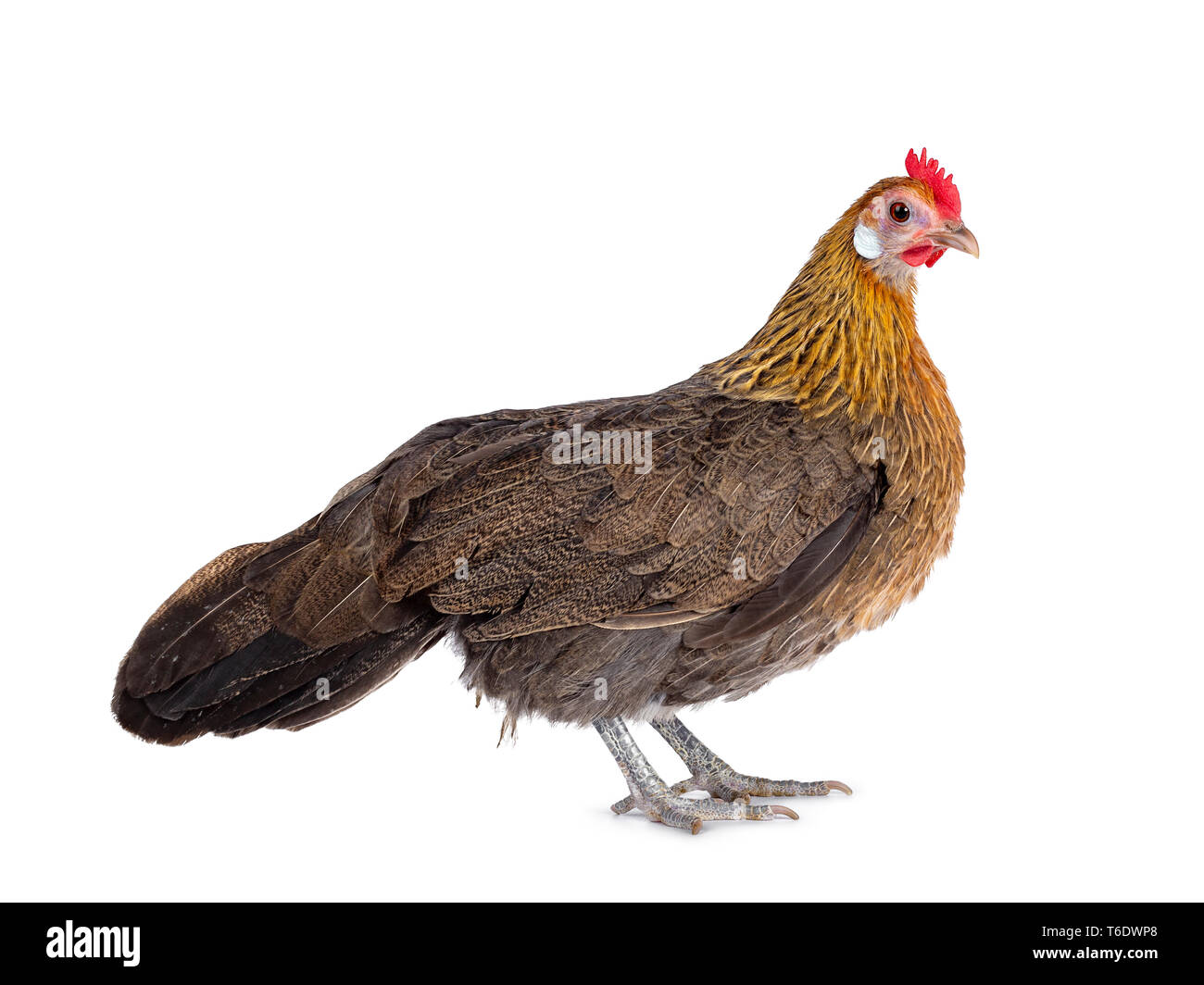 Curious brown dwarf hen standing side ways, looking straight ahead ...