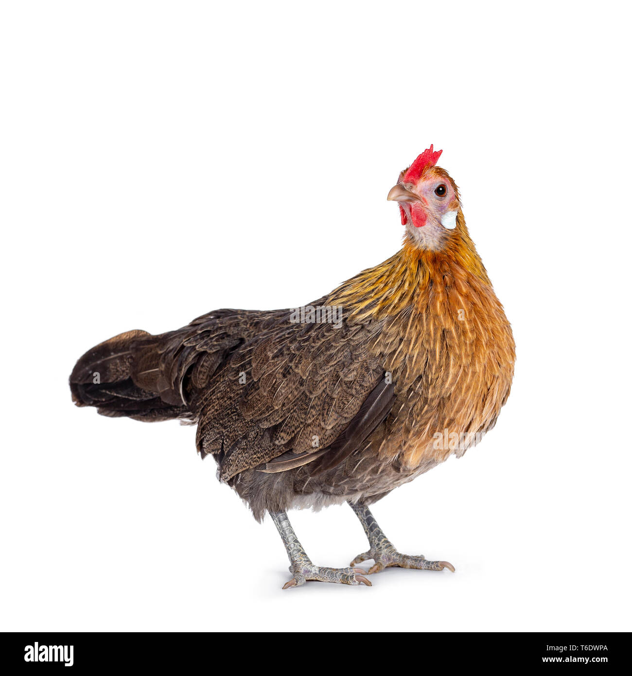 Curious brown dwarf hen standing side ways, head turned backwards ...