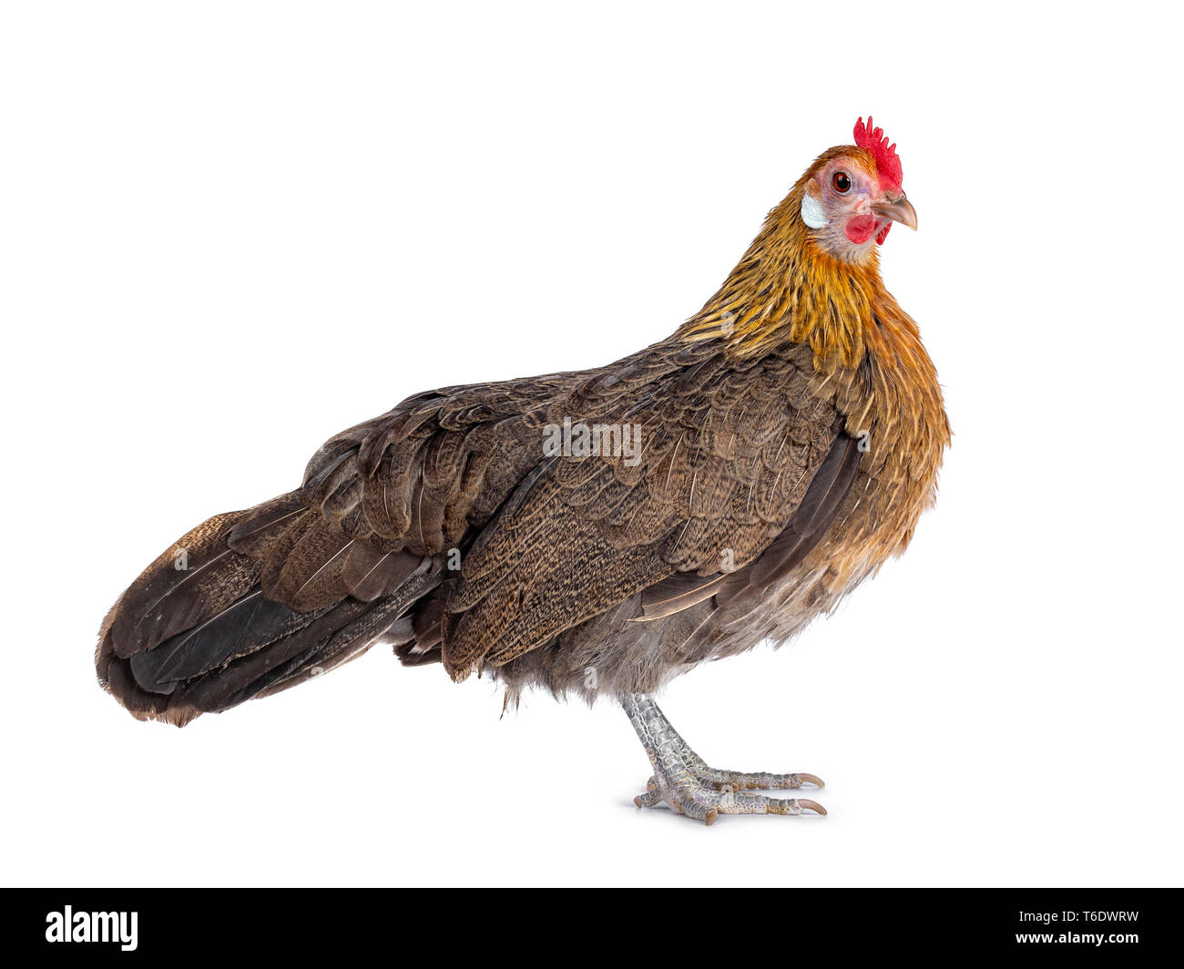 Curious brown dwarf hen standing side ways, head turned looking at lens ...