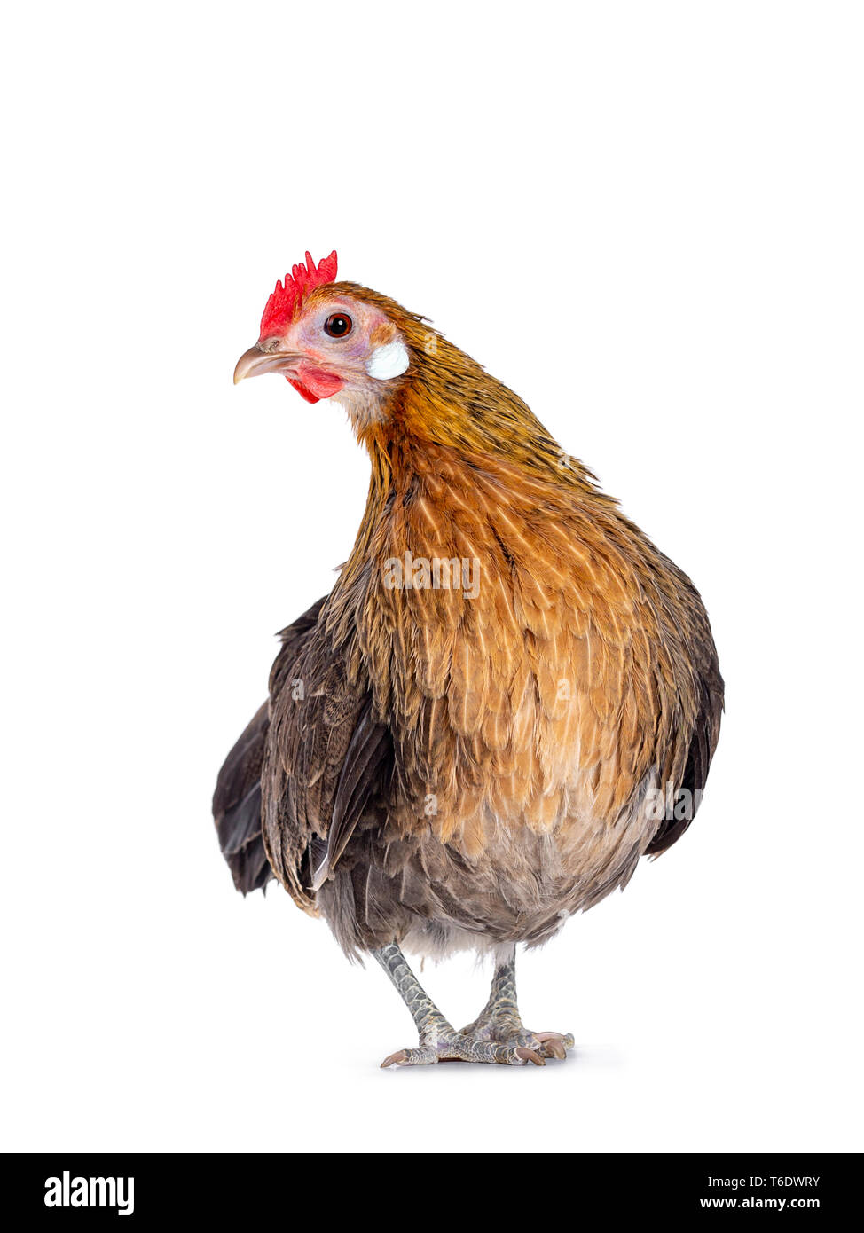 Black white chicken facing camera hi-res stock photography and images ...