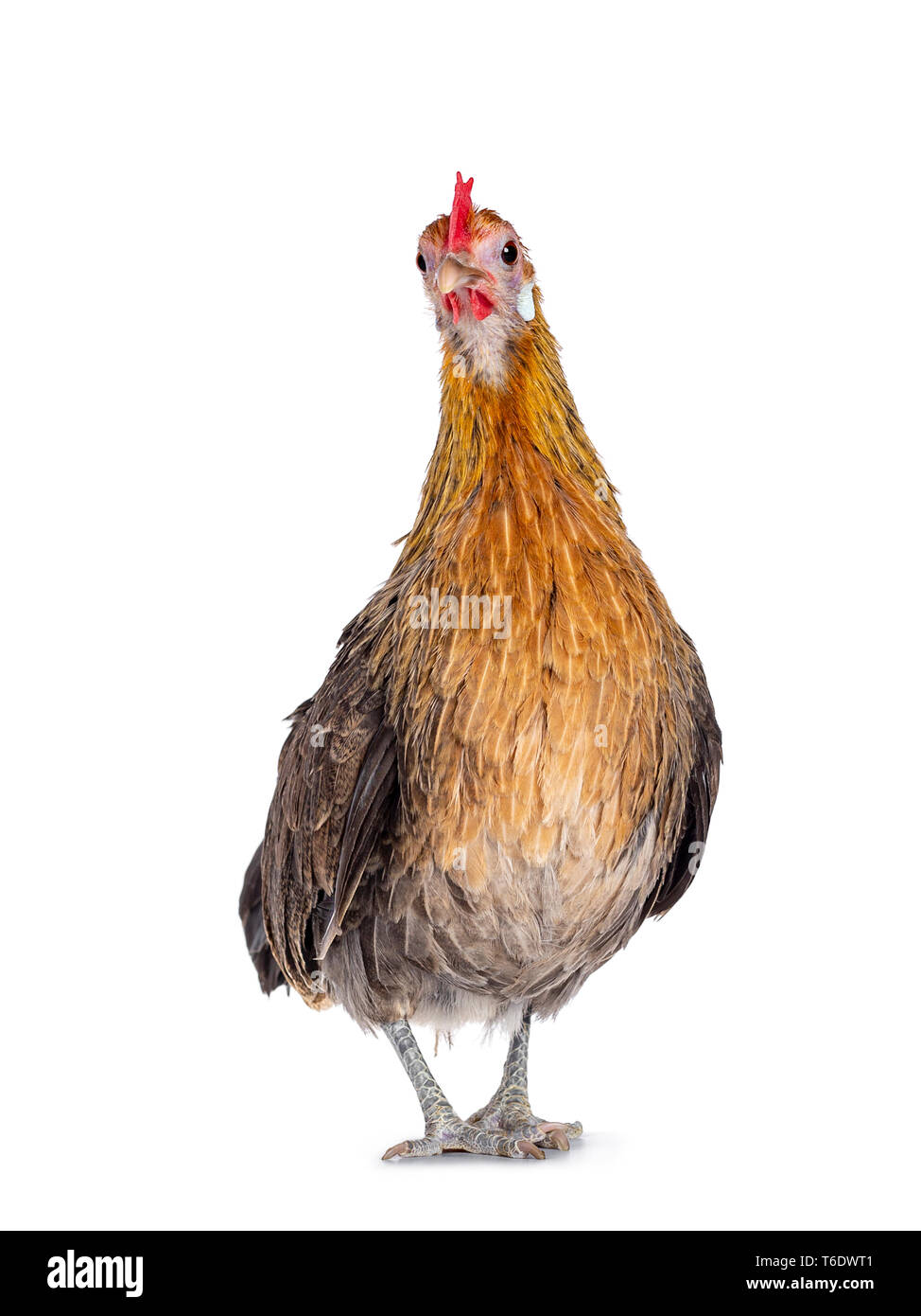 Chicken brown eyes hi-res stock photography and images - Alamy
