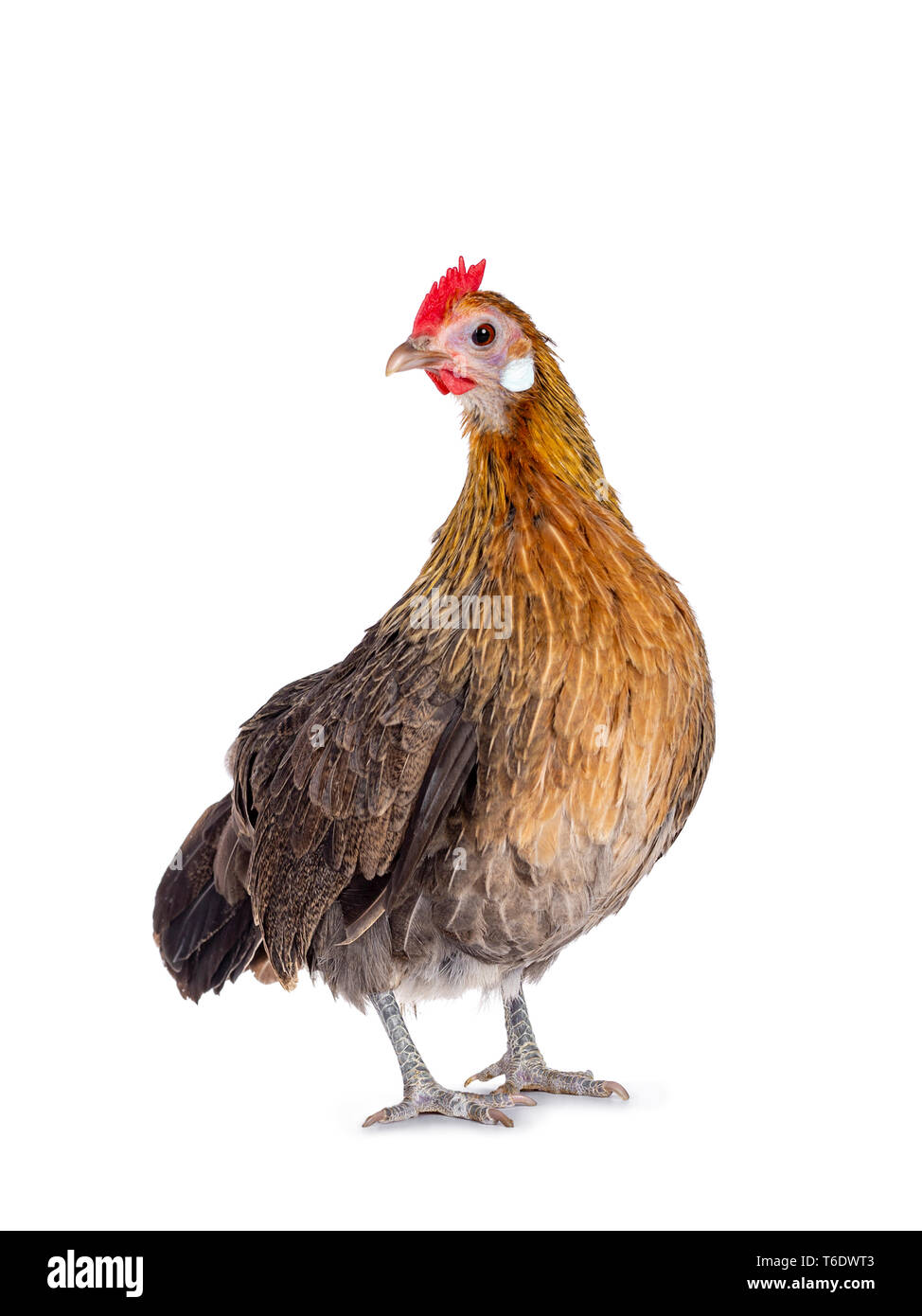 Curious brown dwarf hen standing facing front, head turned to the side ...