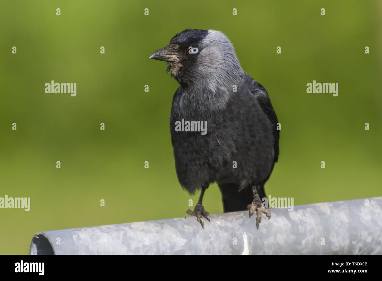 Jackdaw (Corvus monedula Stock Photo - Alamy