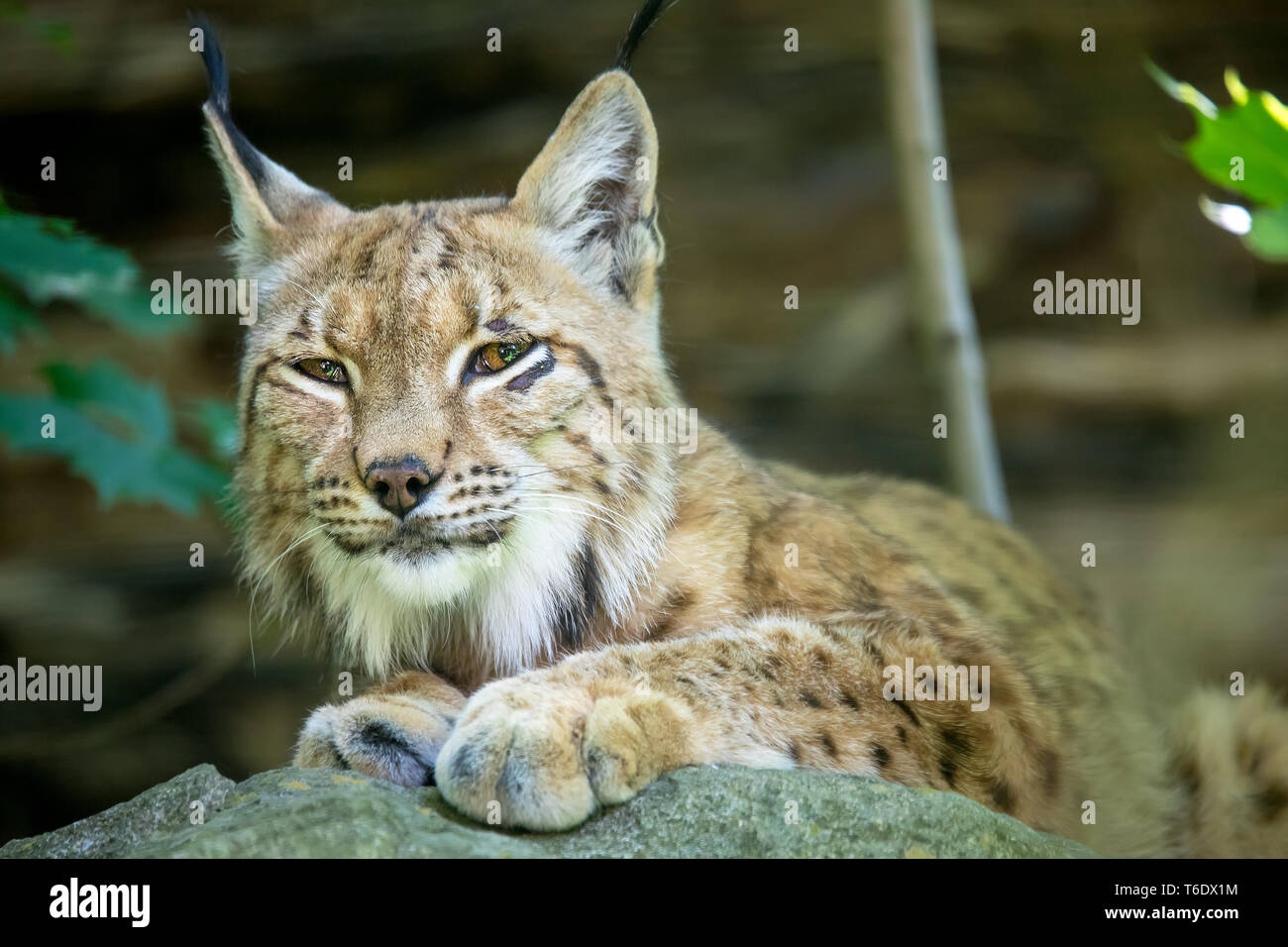 portrait of Lynx female Stock Photo - Alamy