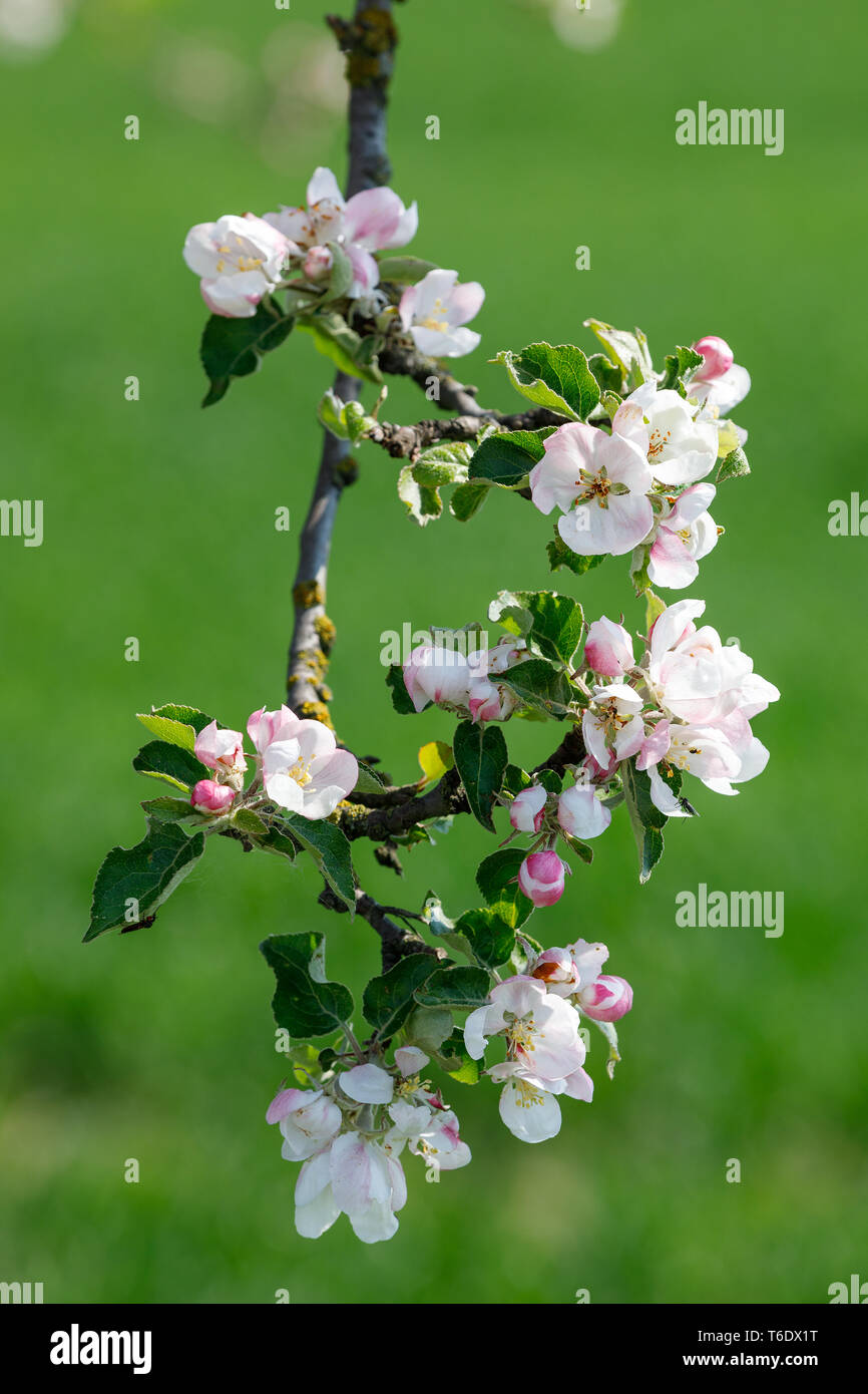 flowering apple tree in spring Stock Photo - Alamy