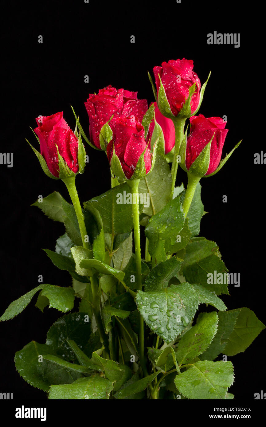 bouquet fresh red roses Stock Photo - Alamy