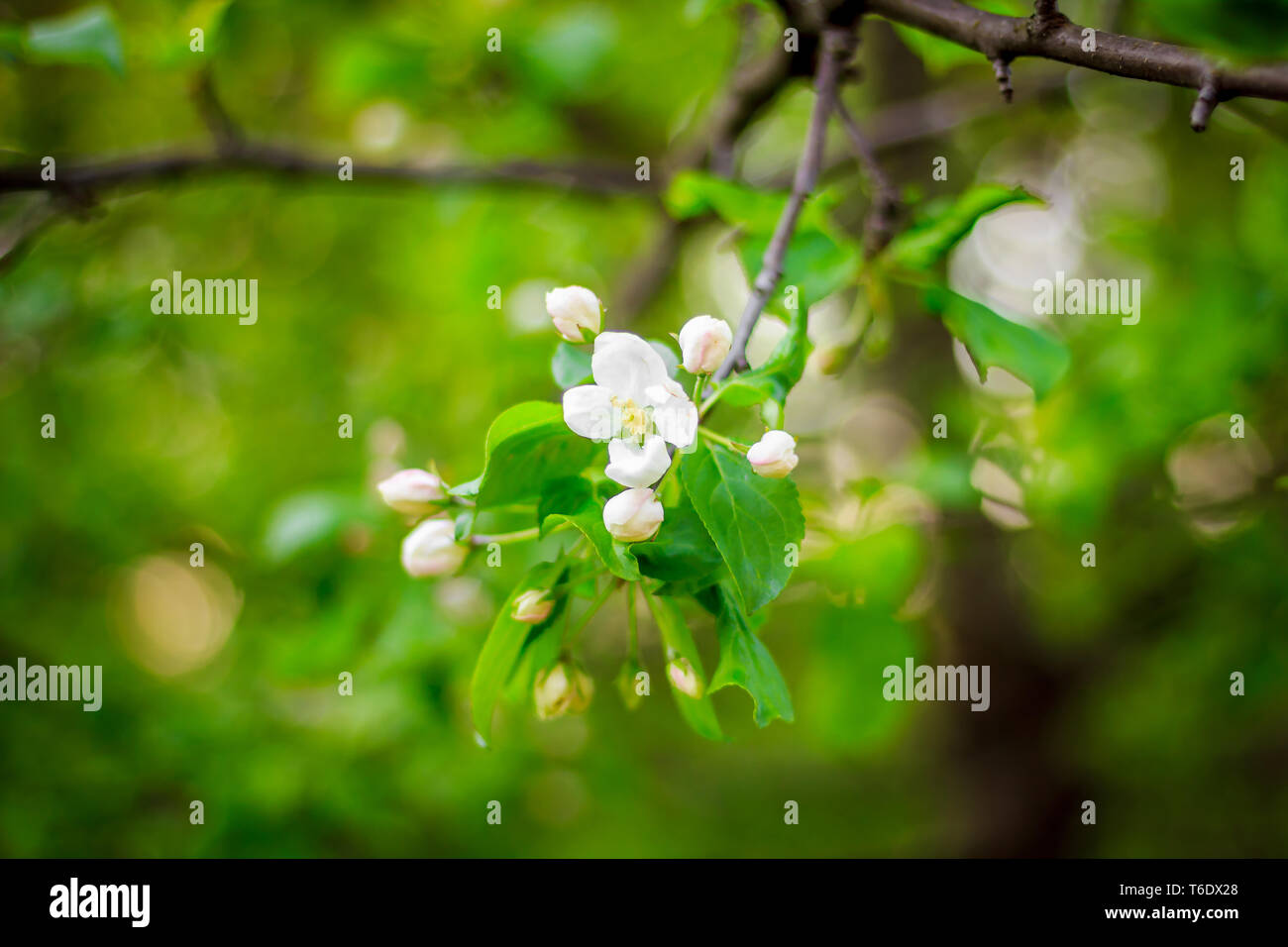 A branch of a blossoming apple tree. Fruit tree in bloom. White flowers ...