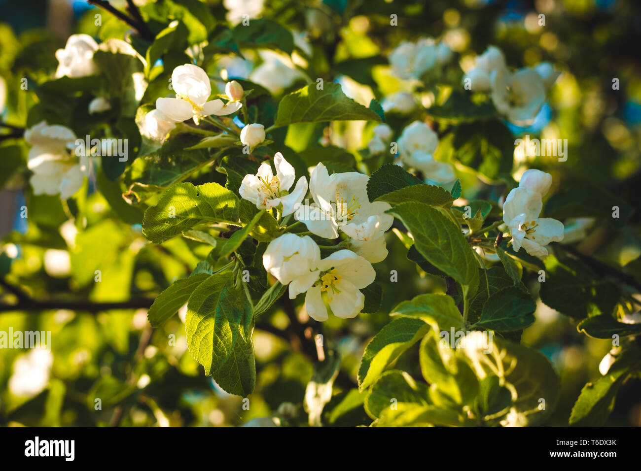 A branch of a blossoming apple tree. Fruit tree in bloom. White flowers ...